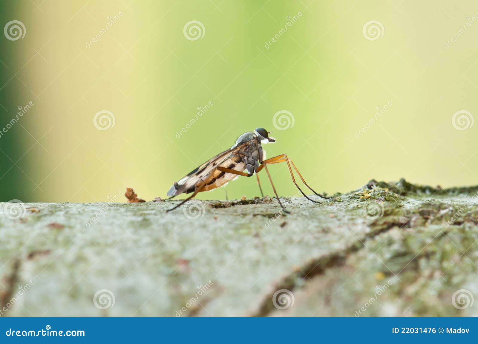 Fly on tree stock photo. Image of green, close, insect - 22031476