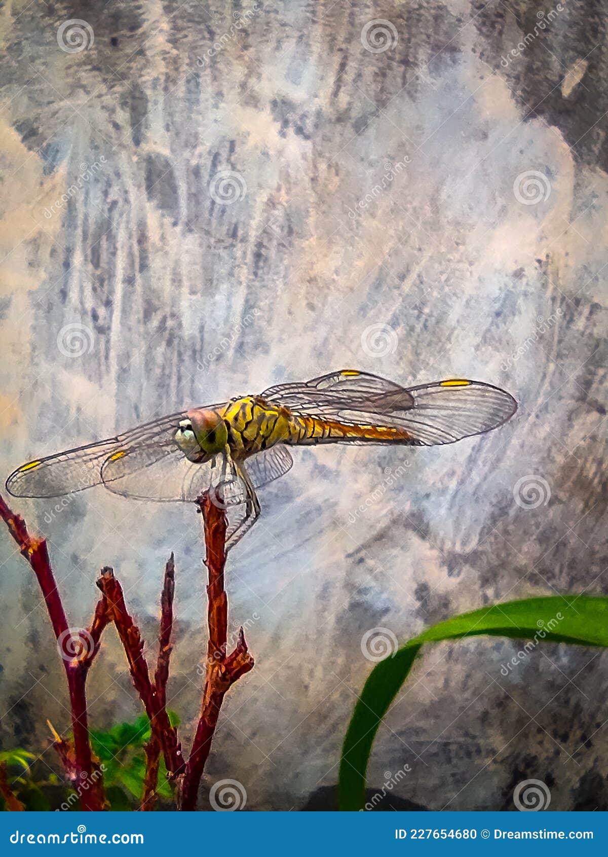 Fly on the tree stock photo. Image of wing, insect, nature - 227654680