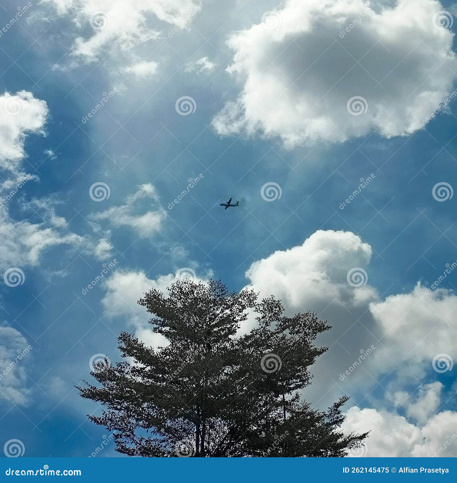 Fly on the tree stock image. Image of plan, dream, blue - 262145475