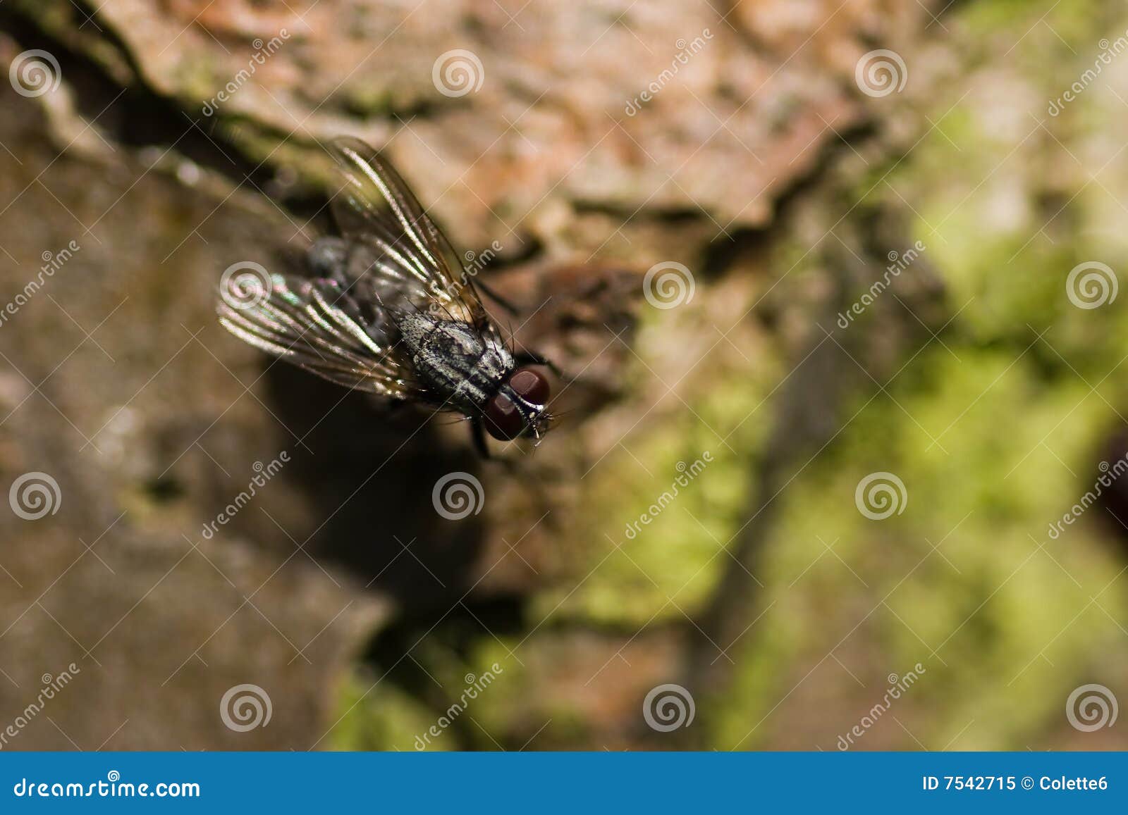 Fly on tree-bark stock image. Image of animal, close, closeup - 7542715
