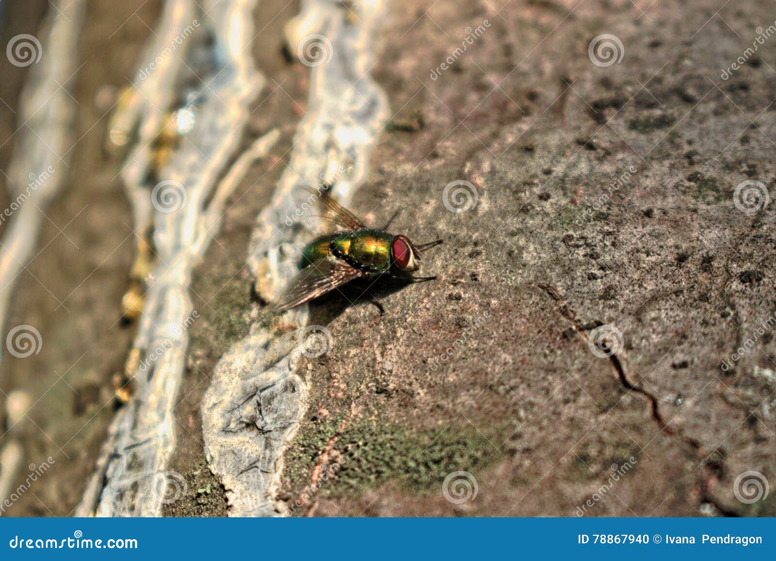 Fly on the Tree stock photo. Image of closeup, wood, insect - 78867940