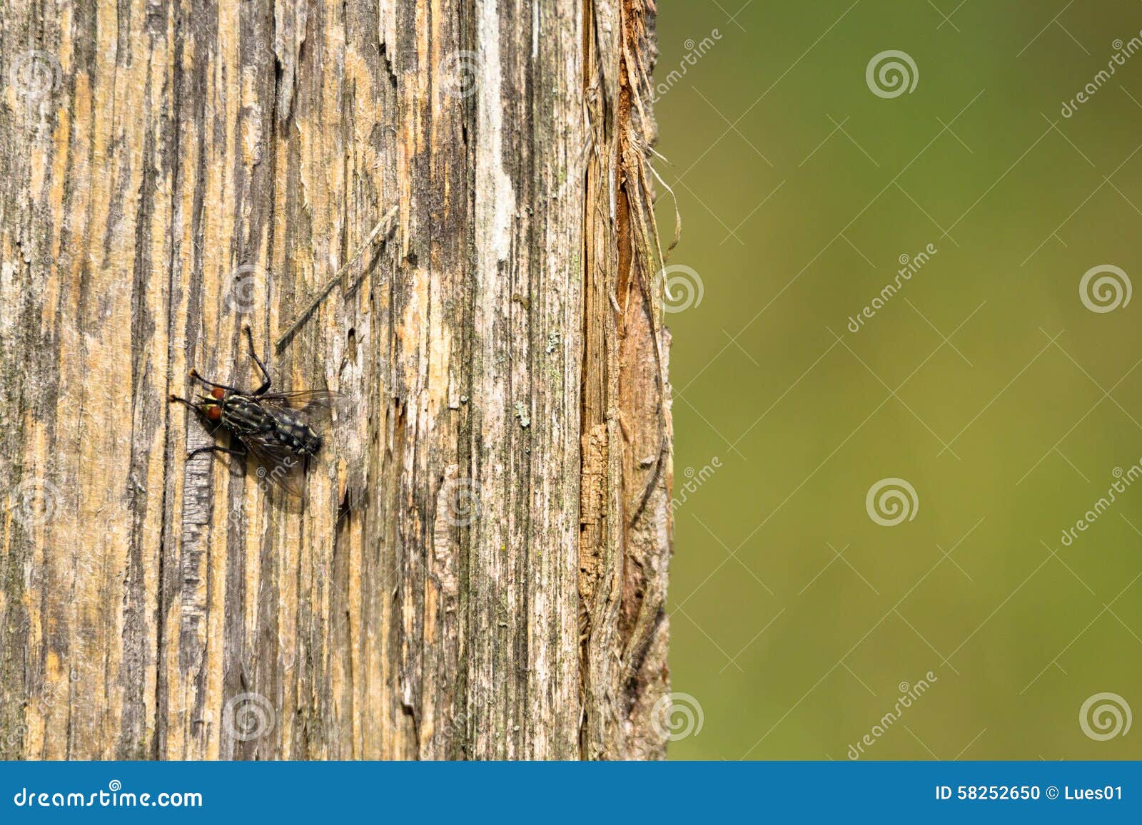 Fly on a tree stock photo. Image of domestic, nature - 58252650