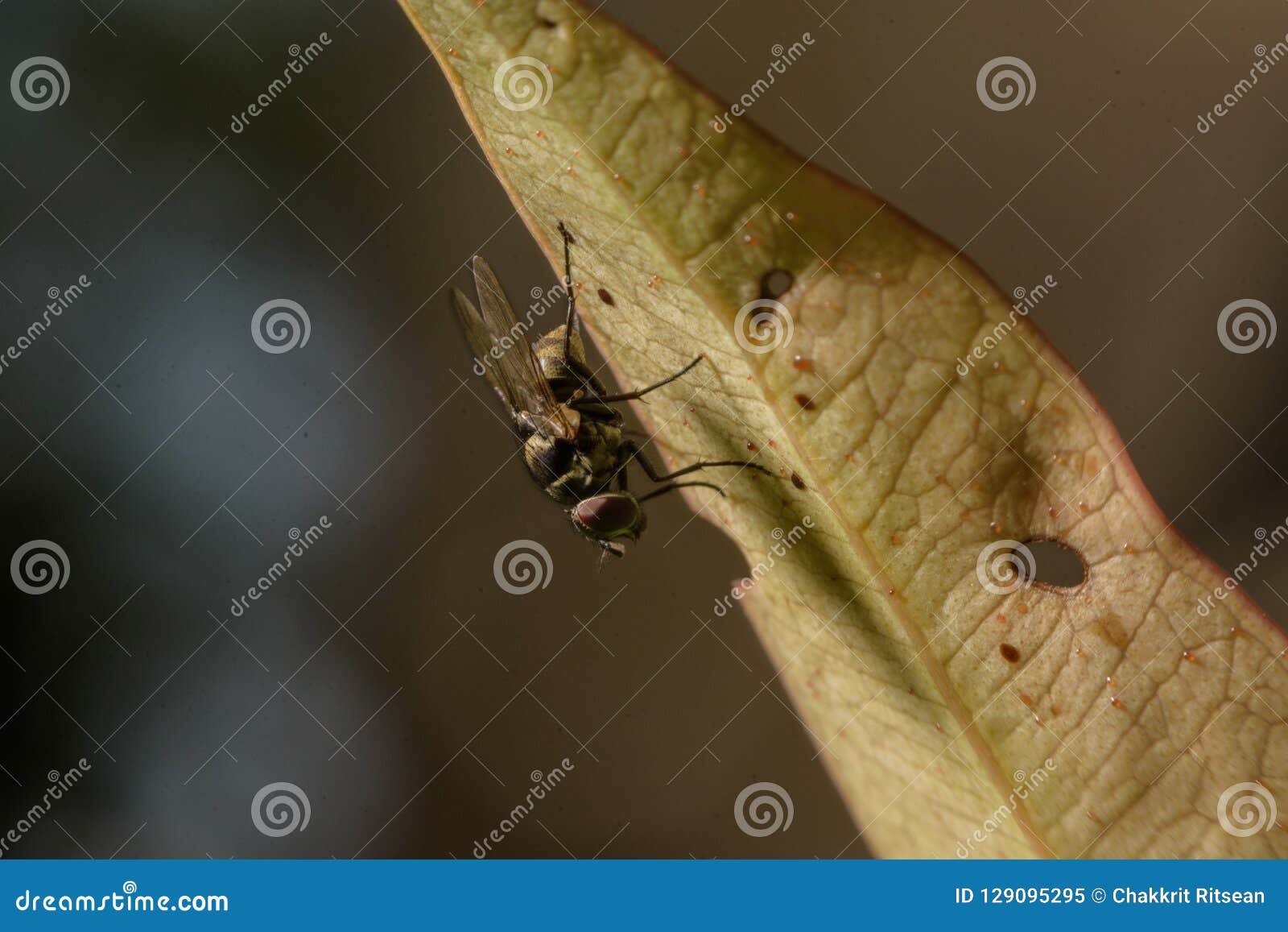 Fly is under the leaf. stock image. Image of graphic - 129095295