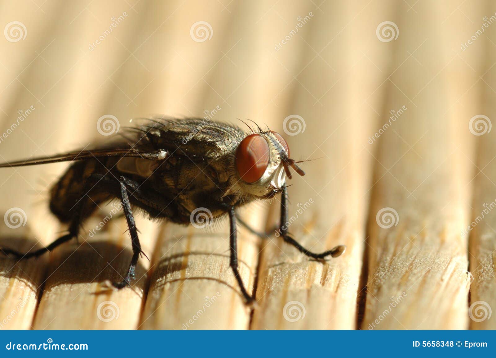 Fly under the sunlight stock photo. Image of eating, legs - 5658348