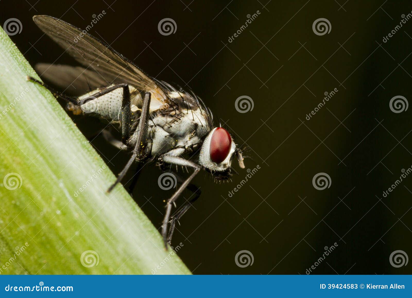 Fly Up close Africa stock image. Image of africa, lines - 39424583