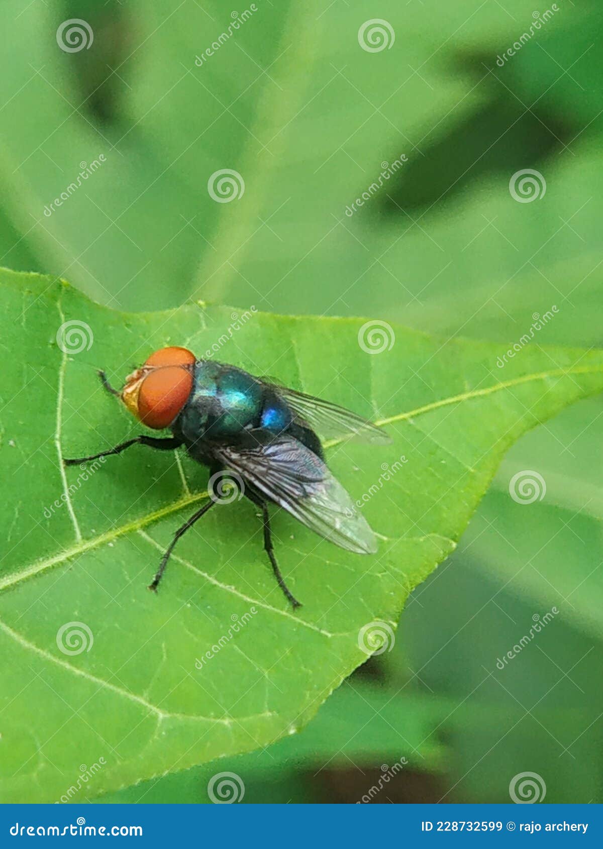 A Fly that Usually Lands on Food, Garbage or Carrion that Can Spread ...
