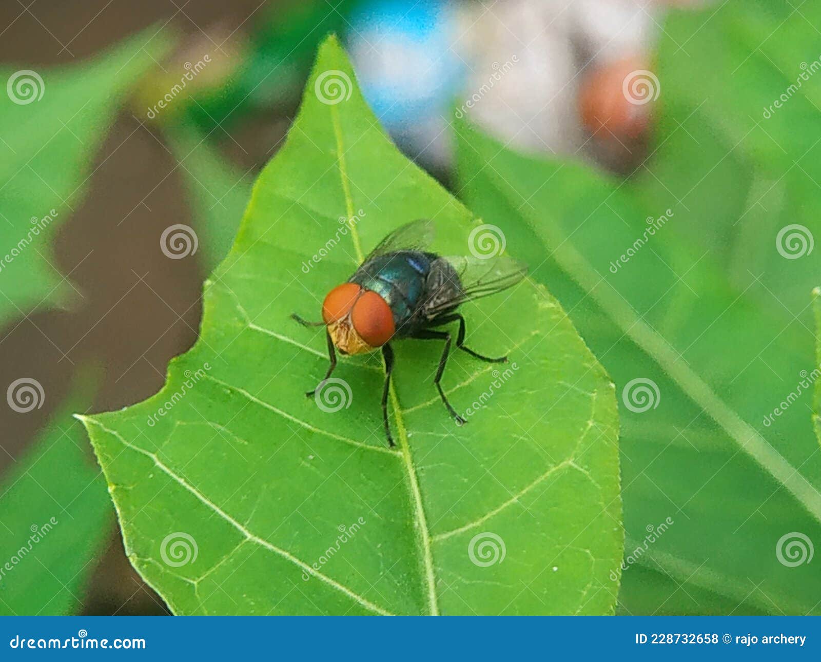 A Fly that Usually Lands on Food, Garbage or Carrion that Can Spread ...