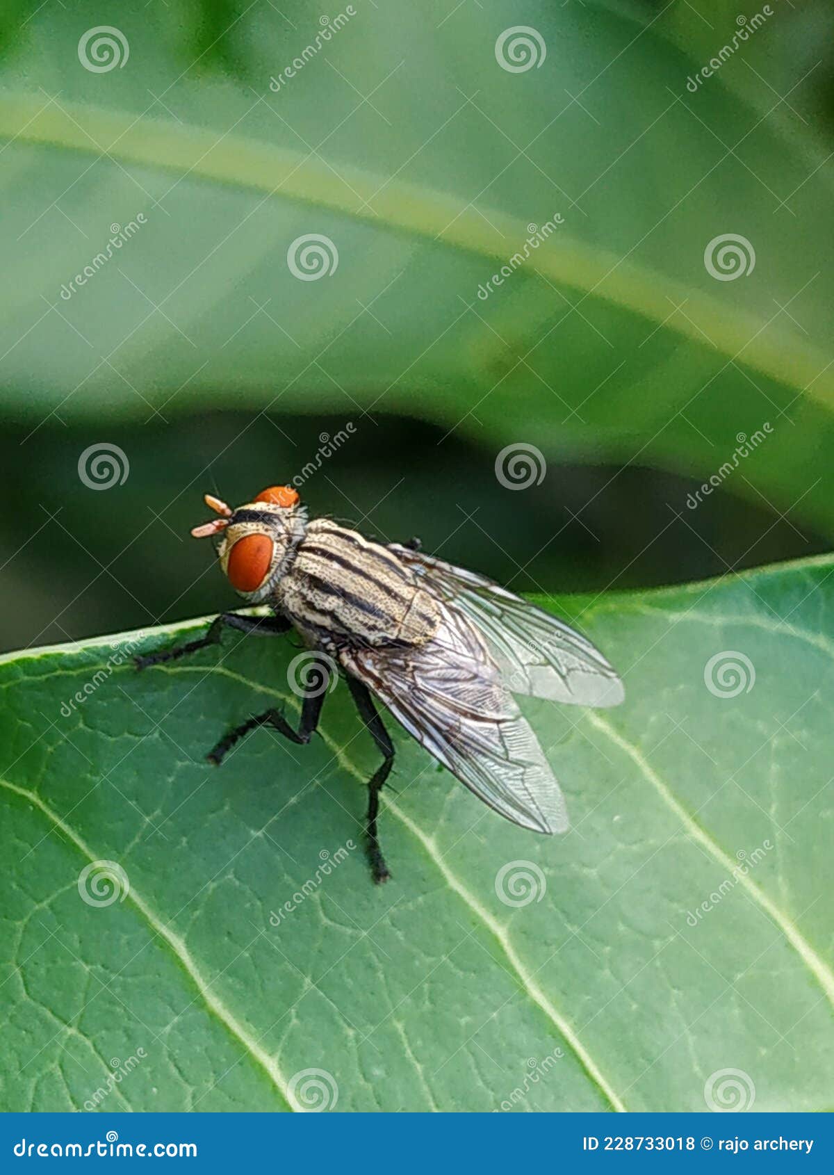 A Fly that Usually Lands on Food, Garbage or Carrion that Can Spread ...