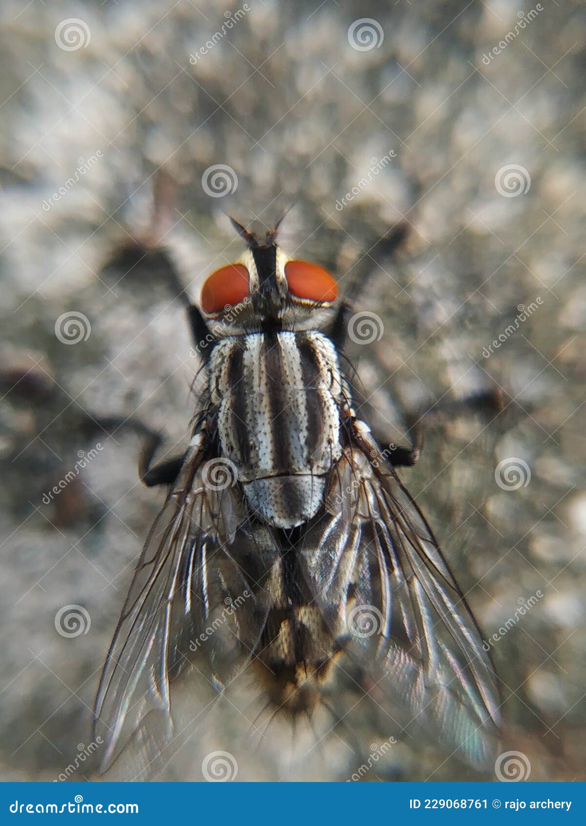 A Fly that Usually Lands on Food, Garbage or Carrion that Can Spread ...