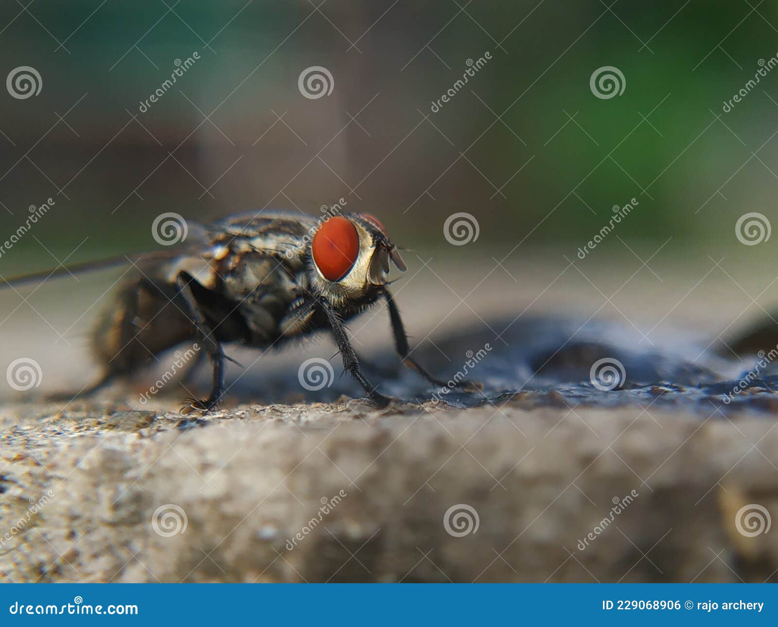 A Fly that Usually Lands on Food, Garbage or Carrion that Can Spread ...
