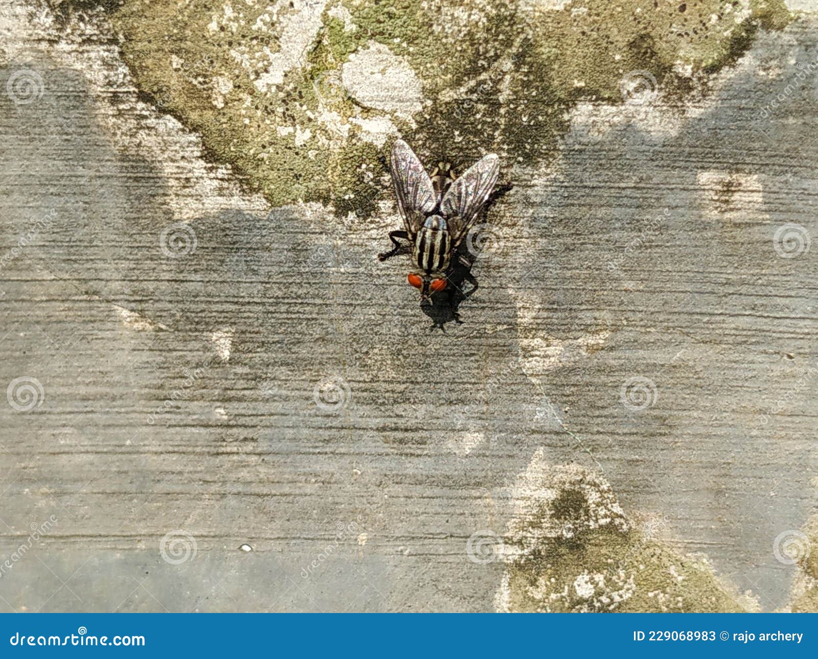 A Fly that Usually Lands on Food, Garbage or Carrion that Can Spread ...