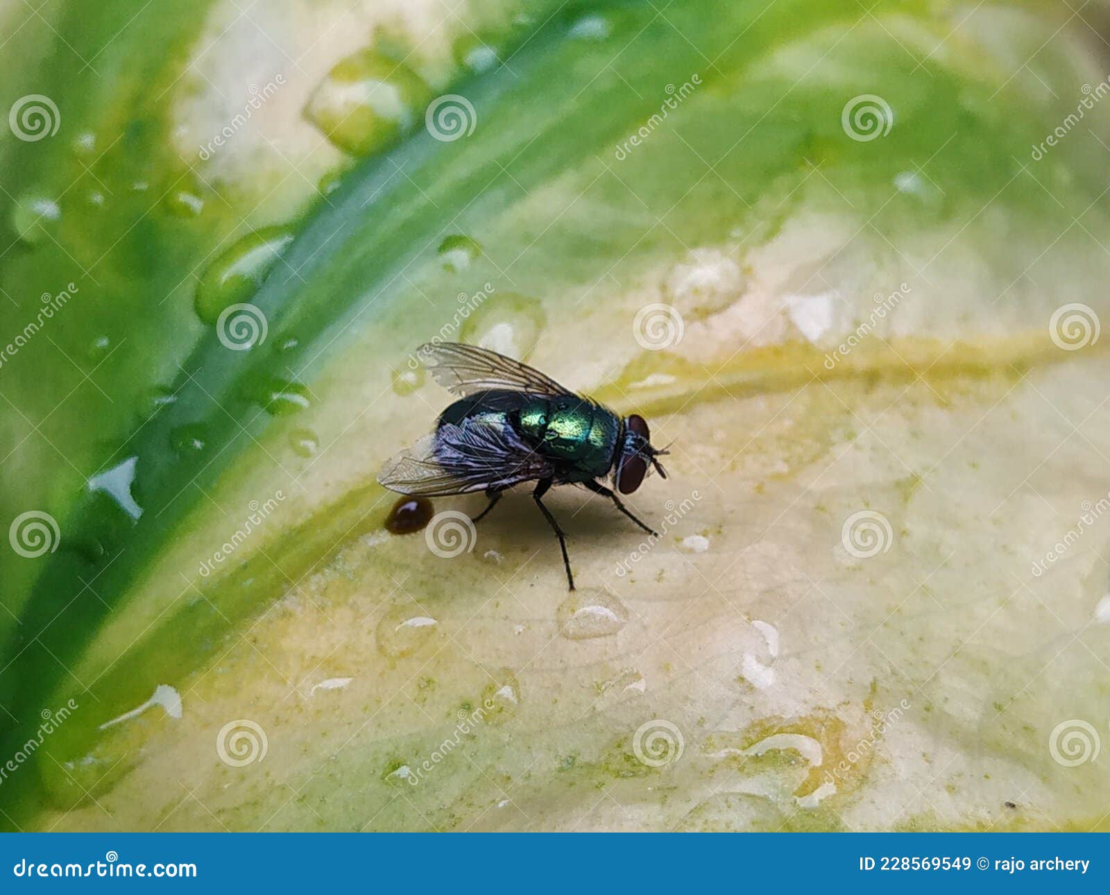 A Fly That Usually Lands On Food, Garbage Or Carrion That Can Spread ...