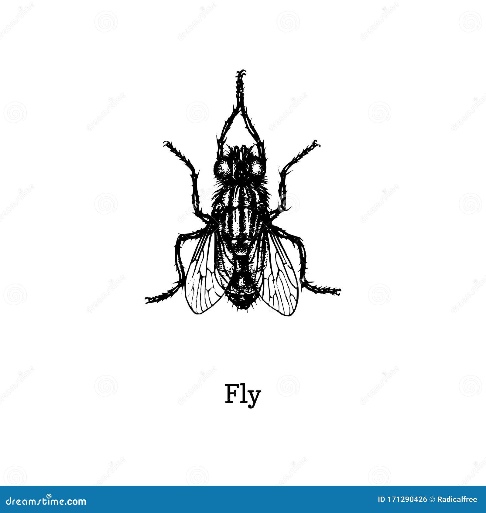 Fly Vector Illustration. Hand Drawn Sketch of Insect in Vintage Style ...