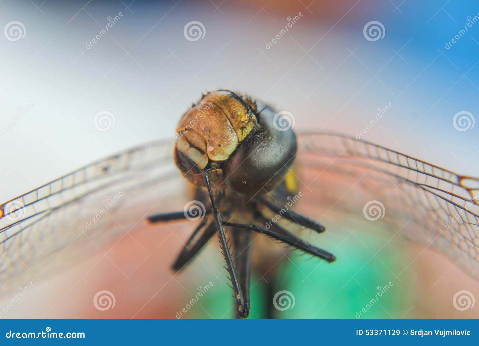 Fly with very big wings stock image. Image of beauty - 53371129