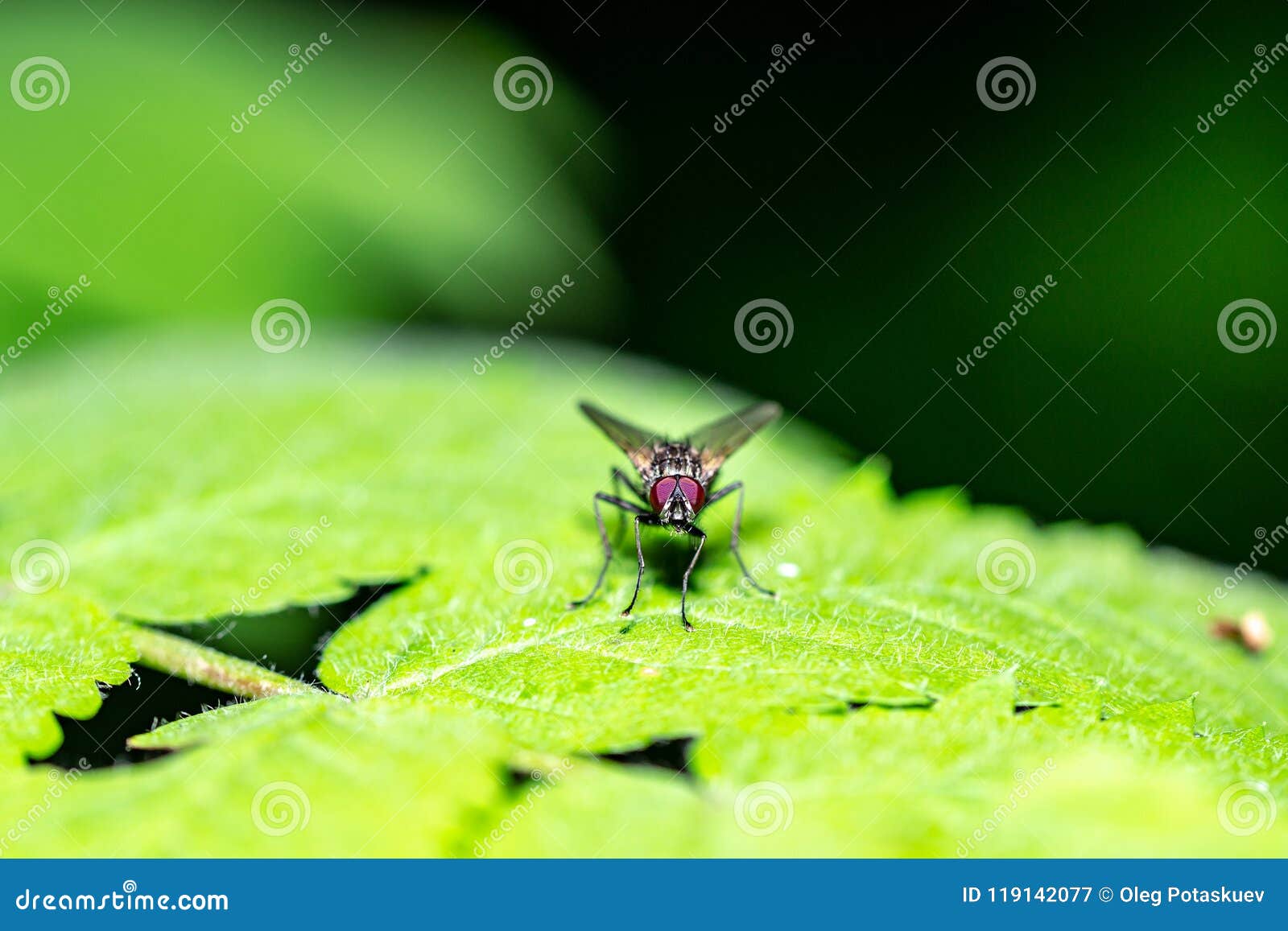 Fly on the Leaves in the Forest Stock Image - Image of botany, flytrap ...