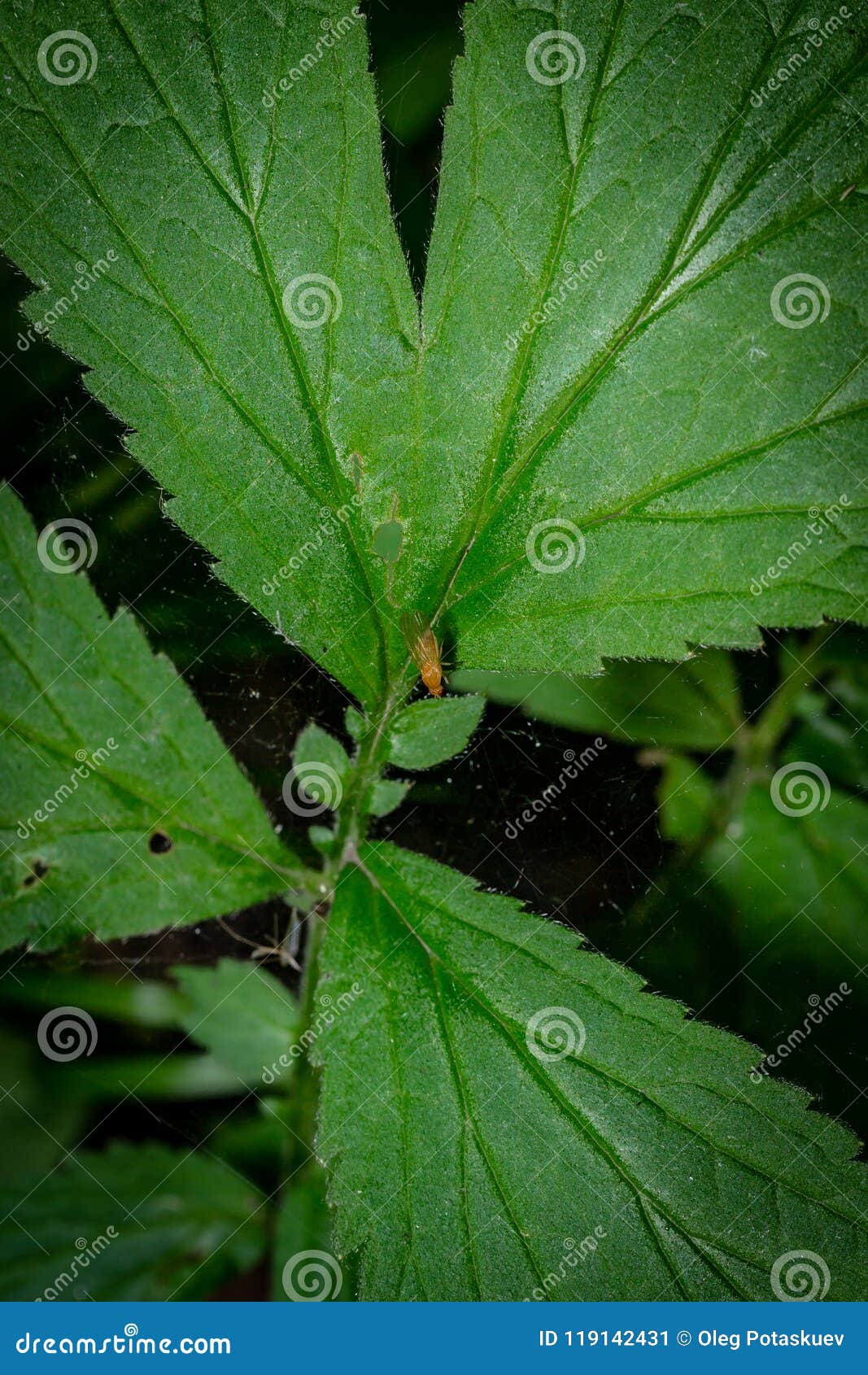 Fly on the Leaves in the Forest Stock Image - Image of forest, natural ...