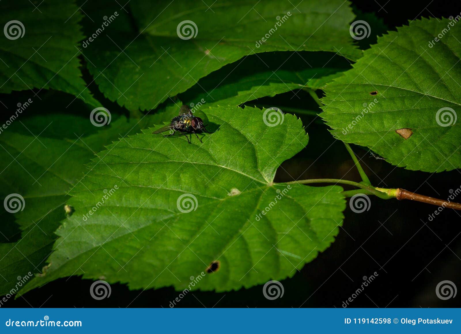 Fly on the Leaves in the Forest Stock Photo - Image of forest, insect ...
