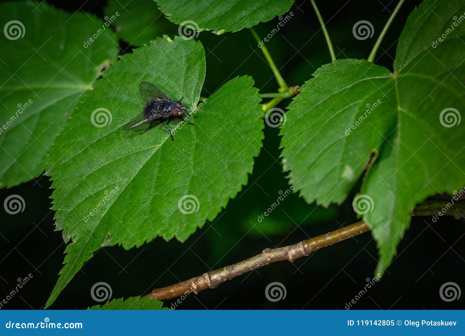 Fly on the Leaves in the Forest Stock Image - Image of insect, flytrap ...
