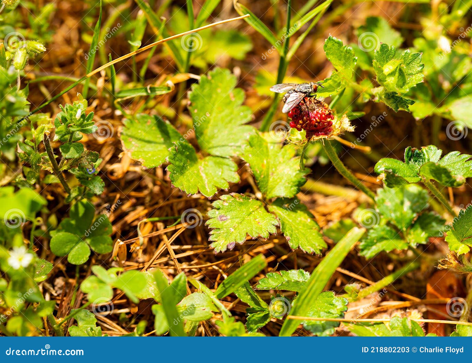 Fly Visits Wild Berry in a Field Stock Image - Image of needles, green ...
