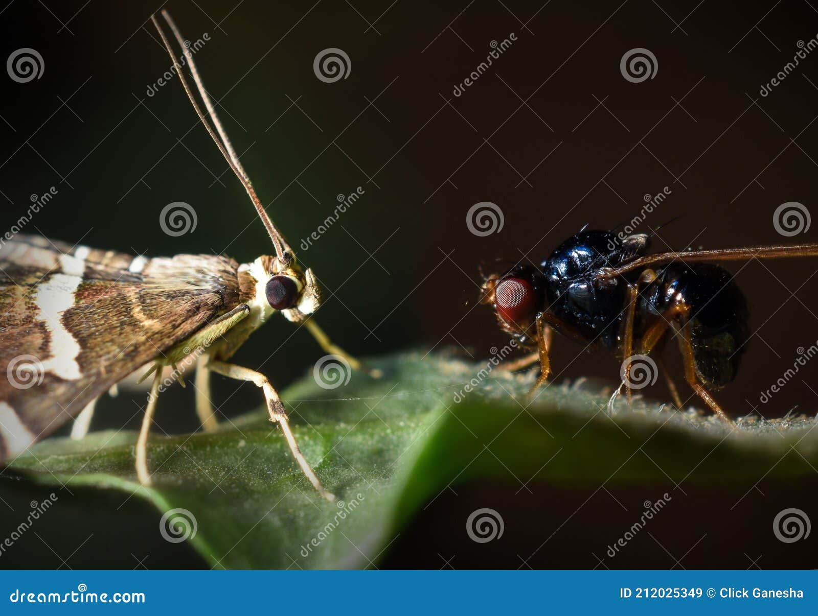 Fly Vs Fly with Black Background Facing Side Angle Stock Image - Image ...