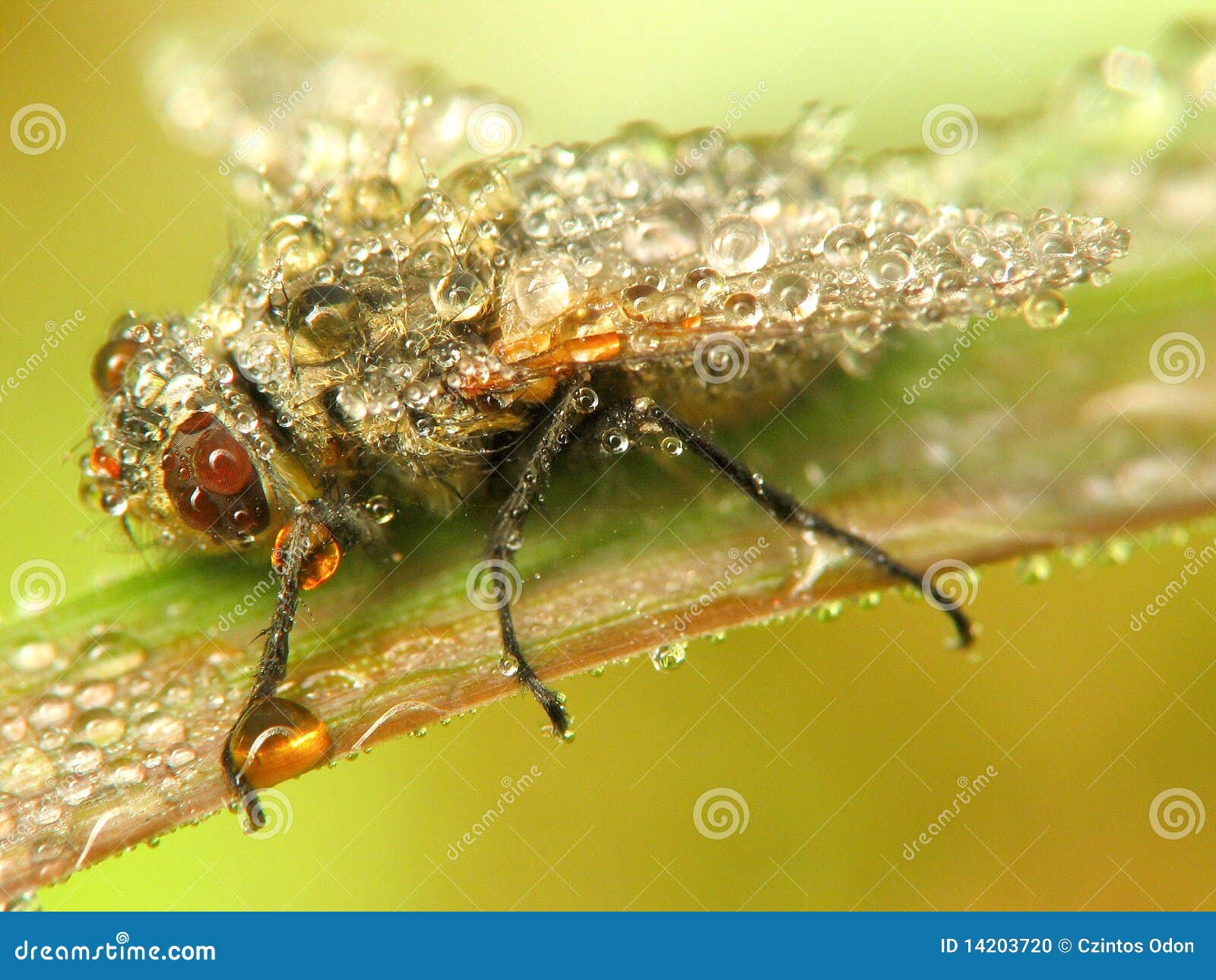 Fly in water drops. stock photo. Image of close, detail - 14203720