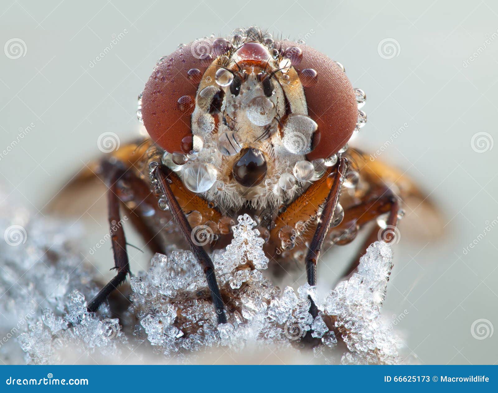 Fly with Waterdrops on Eyes with Freezing Legs Stock Image - Image of ...