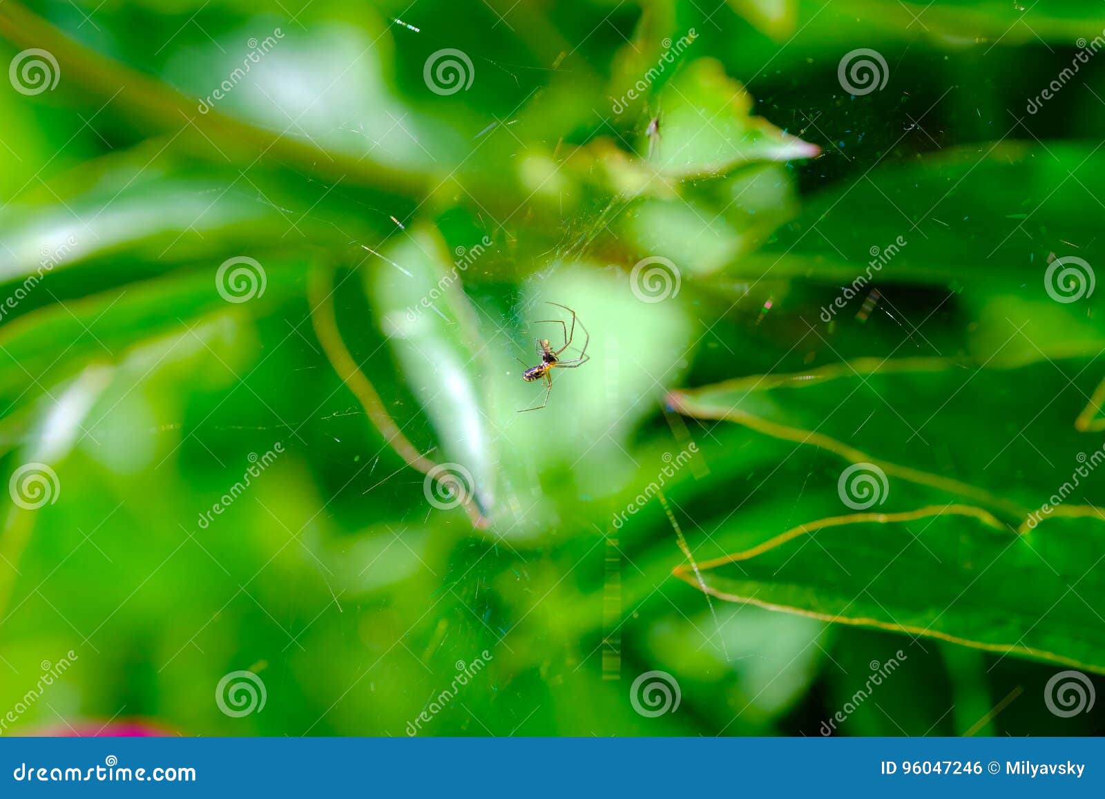 A fly in the web stock photo. Image of exclusive, angst - 96047246