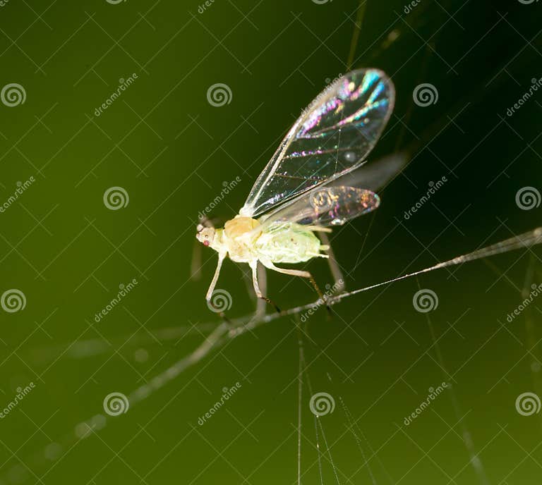 A Fly in the Web in Nature. Macro Stock Photo - Image of face, natural ...