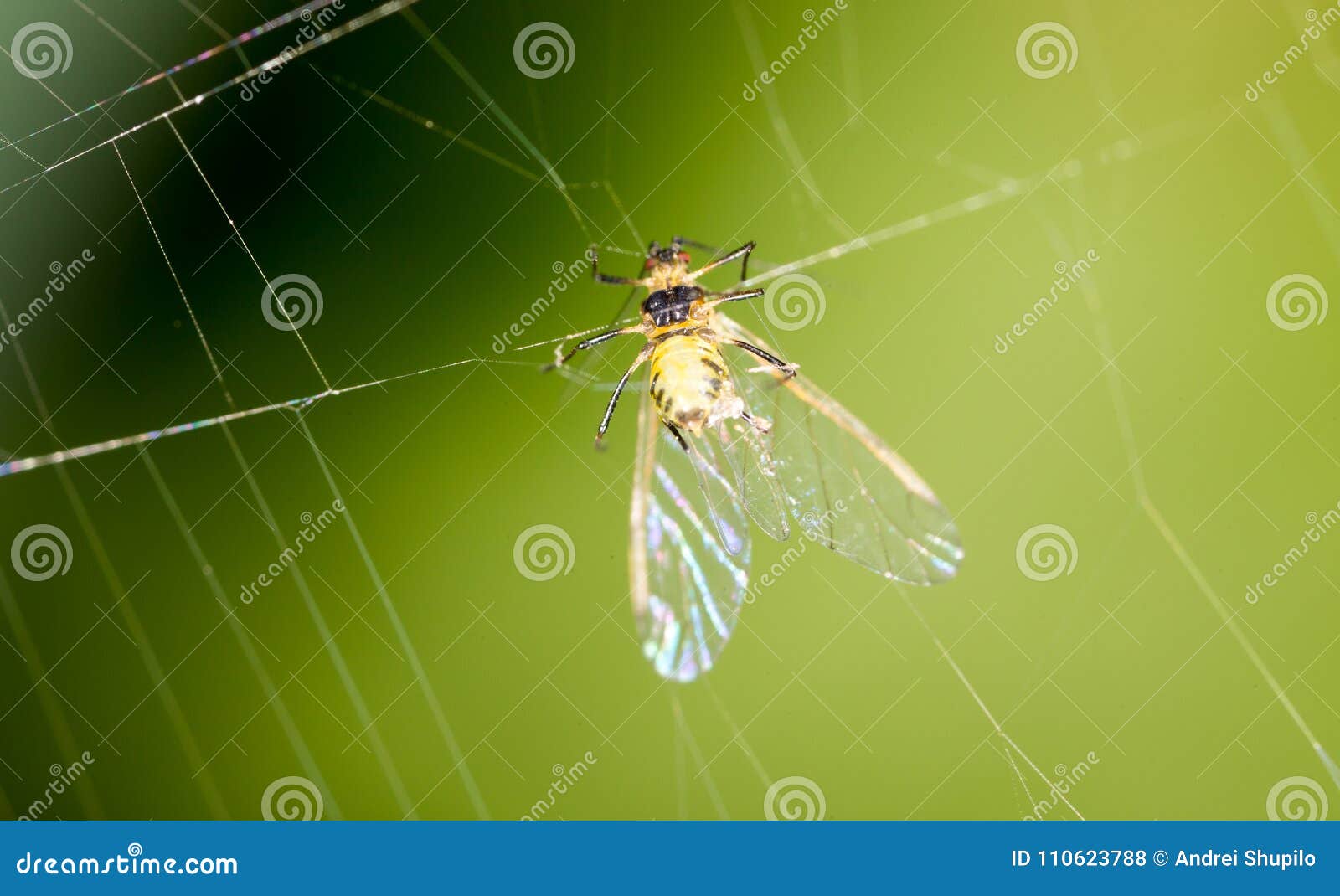 A Fly in the Web in Nature. Macro Stock Photo - Image of bright ...