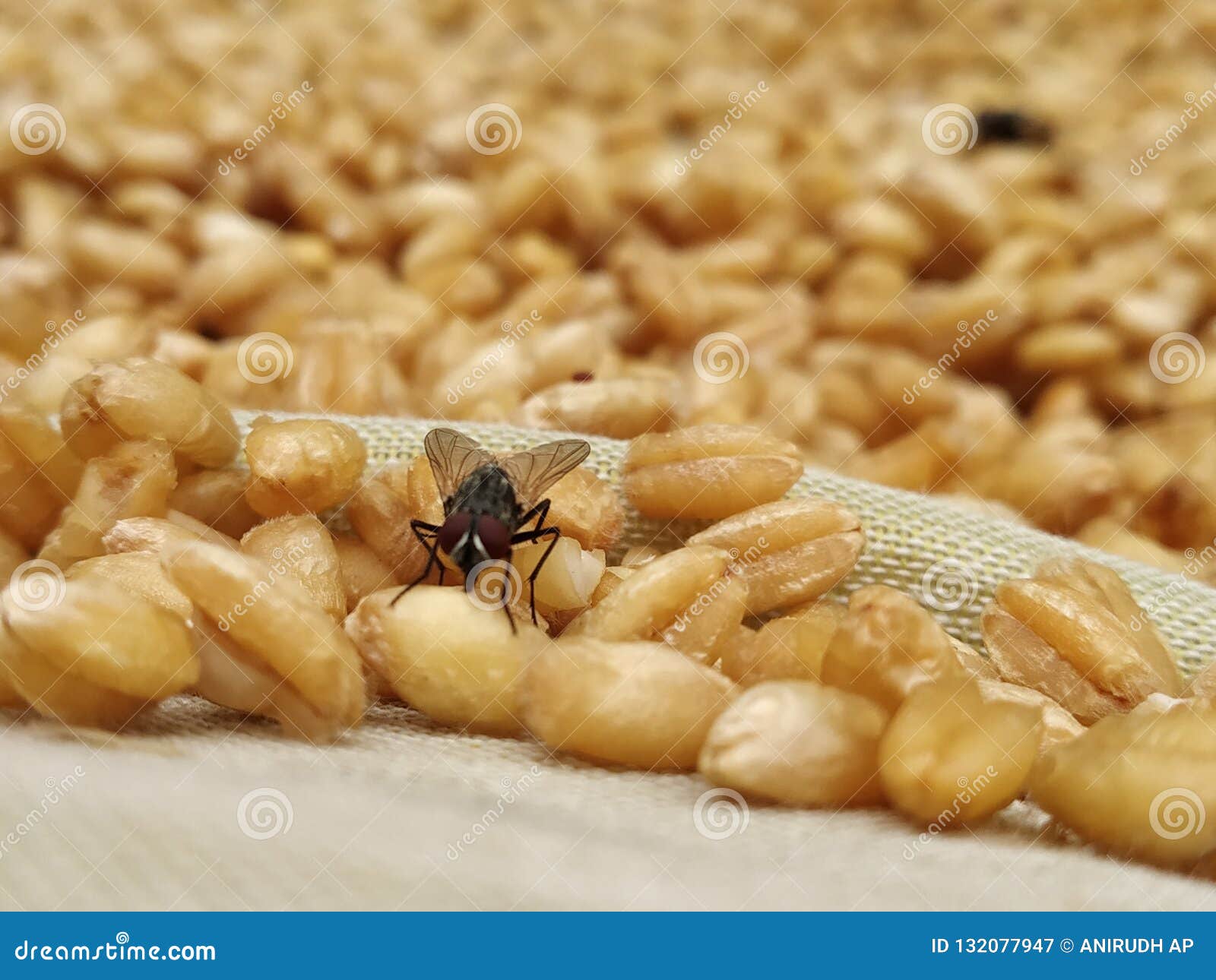 Fly in wheat stock image. Image of closeup, wheat, flies - 132077947