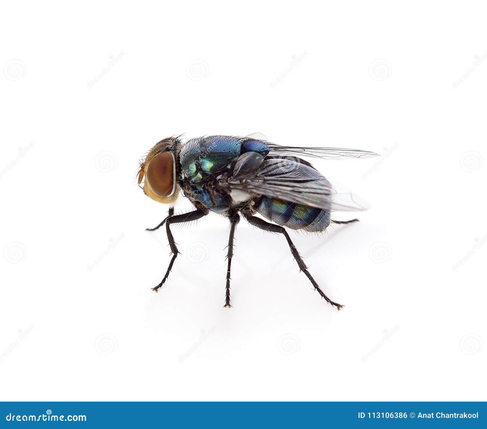 Fly on a white background stock photo. Image of background - 113106386