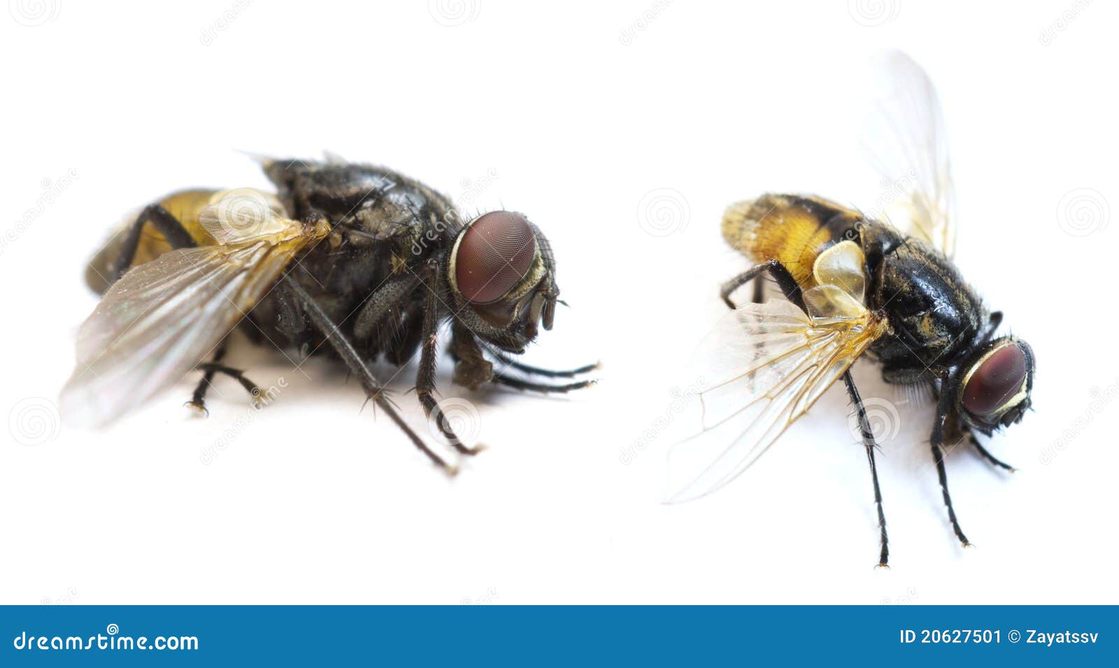 Fly on a white background stock image. Image of spread - 20627501