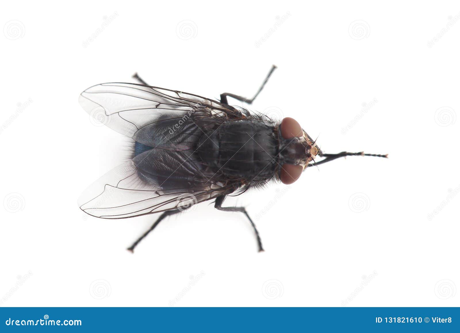 Fly on white stock photo. Image of animal, background - 131821610