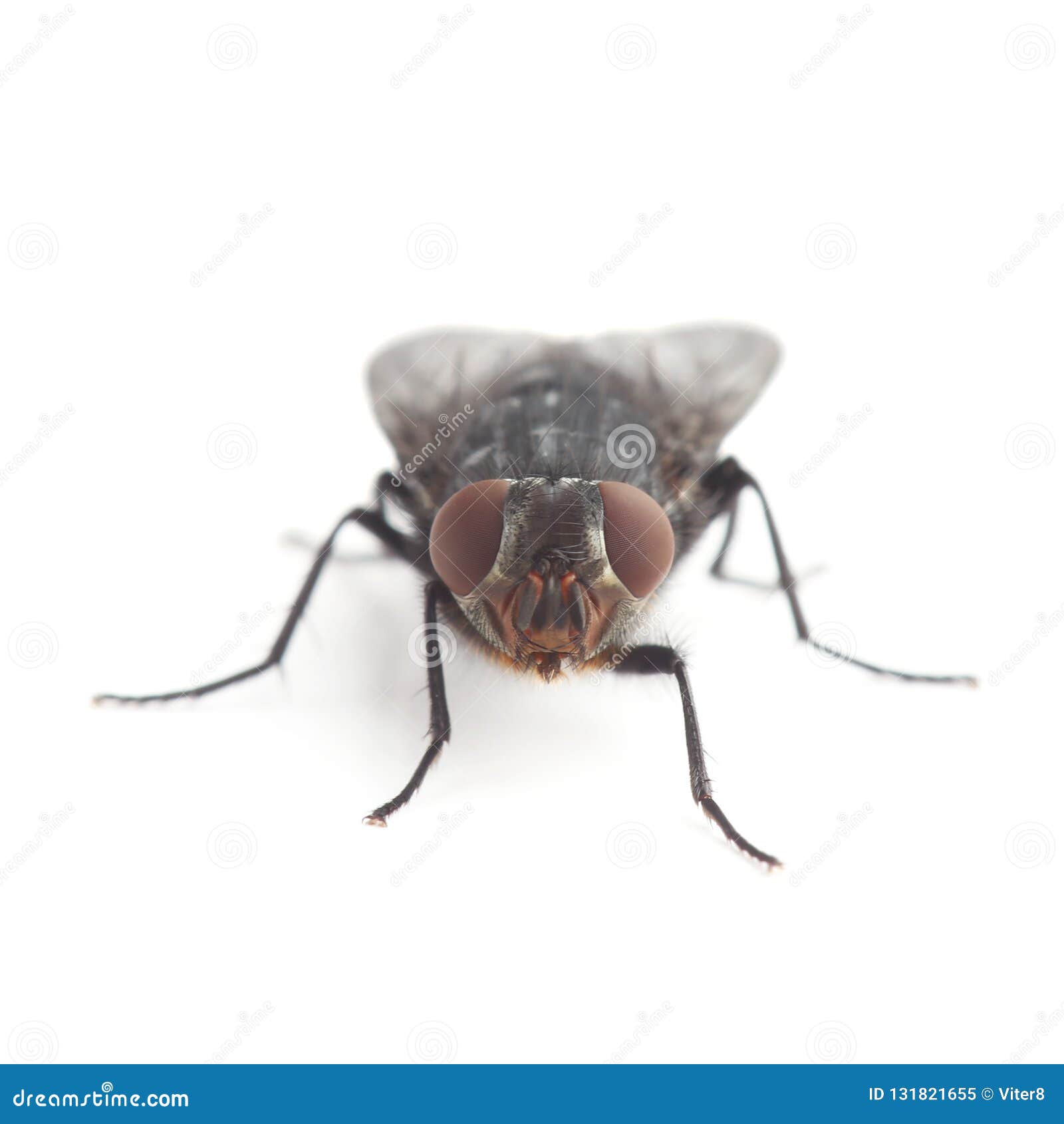 Fly on white stock image. Image of hairy, close, closeup - 131821655