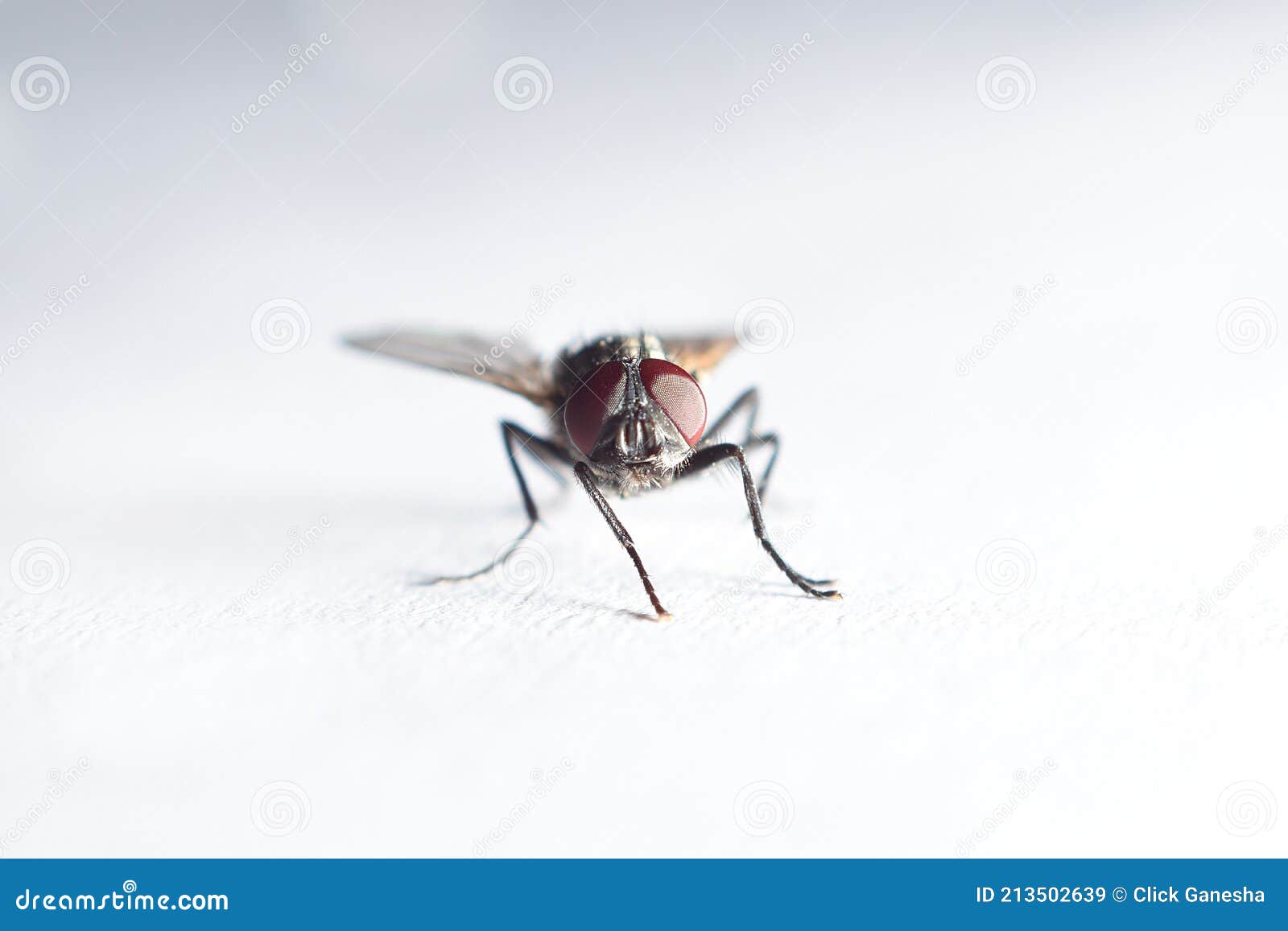 A Front Facing View Of A Wonderful Old Red Barn With White Trim And ...