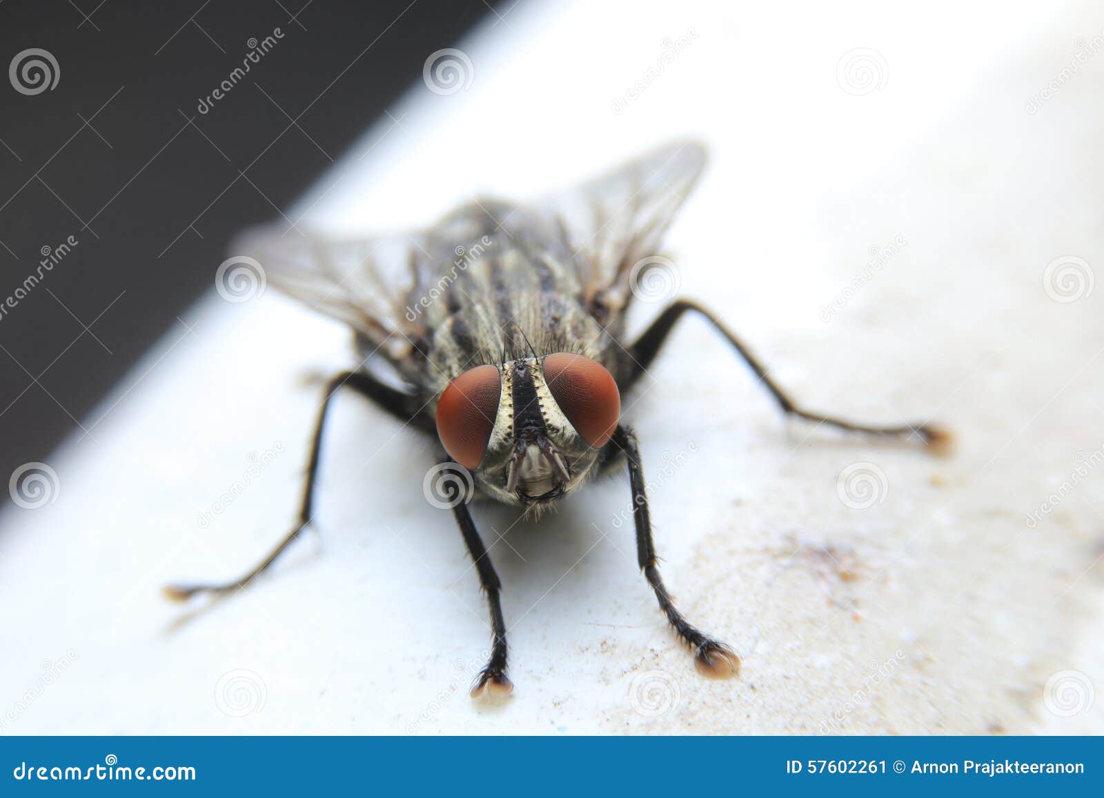 Fly on white background stock image. Image of animal - 57602261