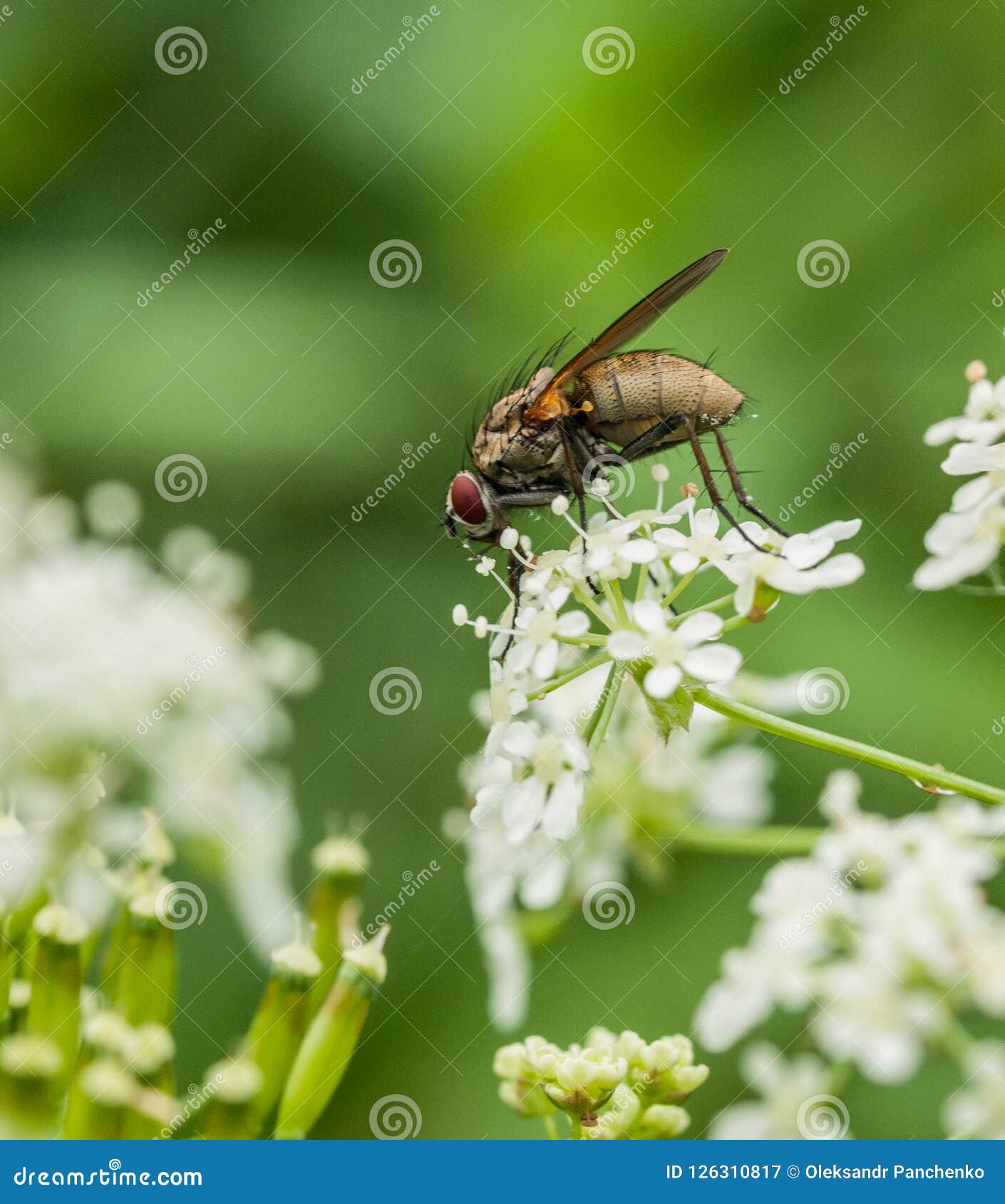 A fly on white flowers stock image. Image of macro, nature - 126310817