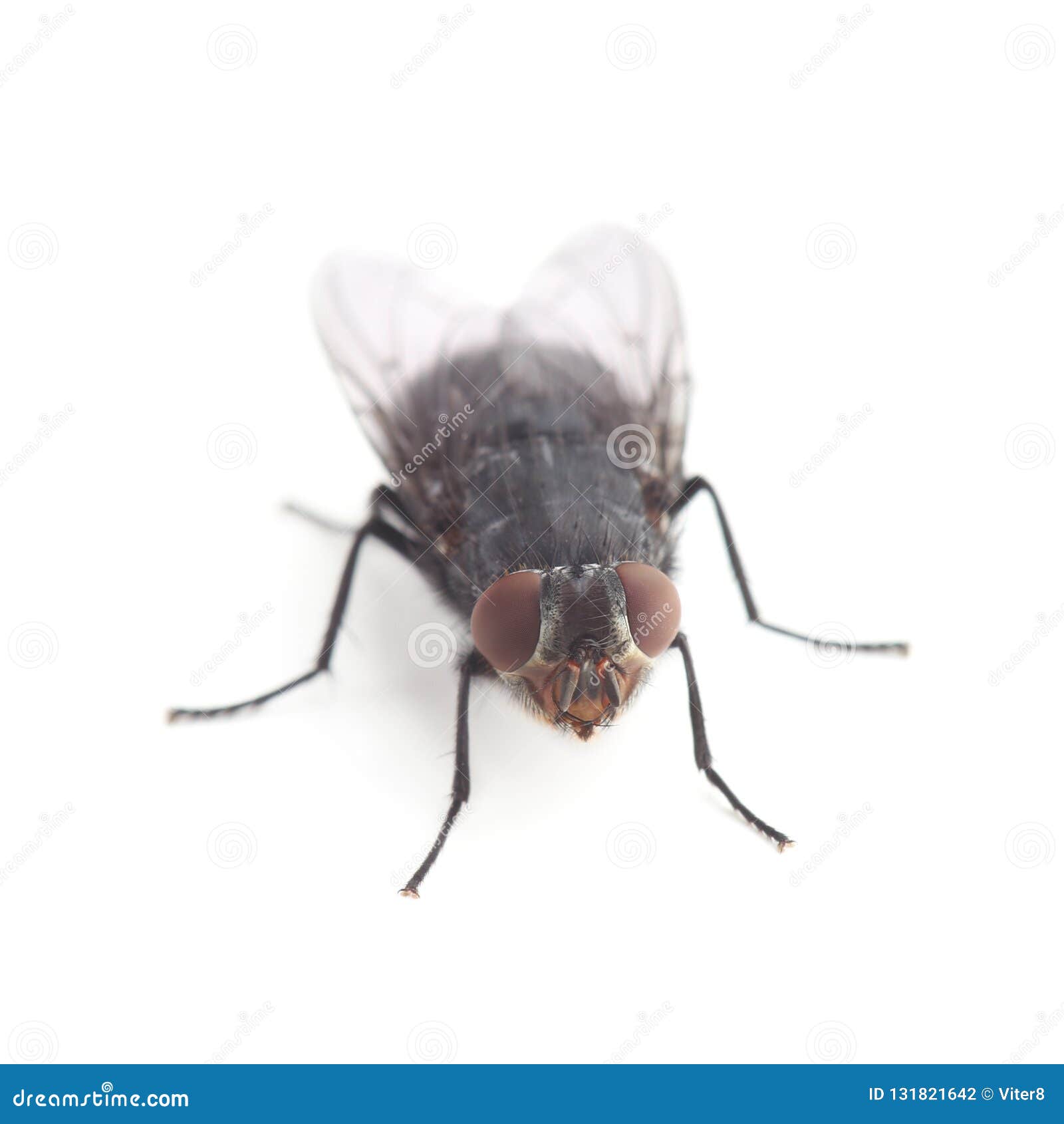 Fly on white stock photo. Image of wing, nature, white - 131821642