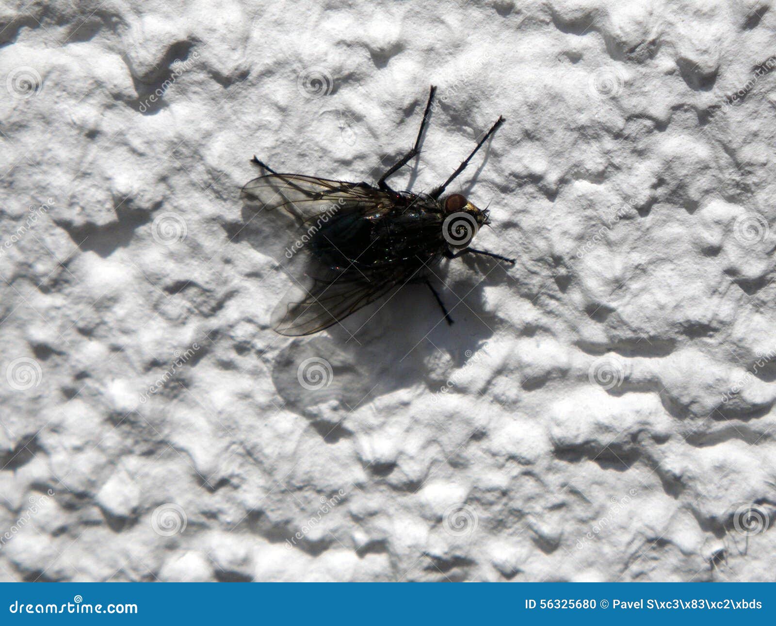 Fly on a white wall stock photo. Image of house, plaster - 56325680