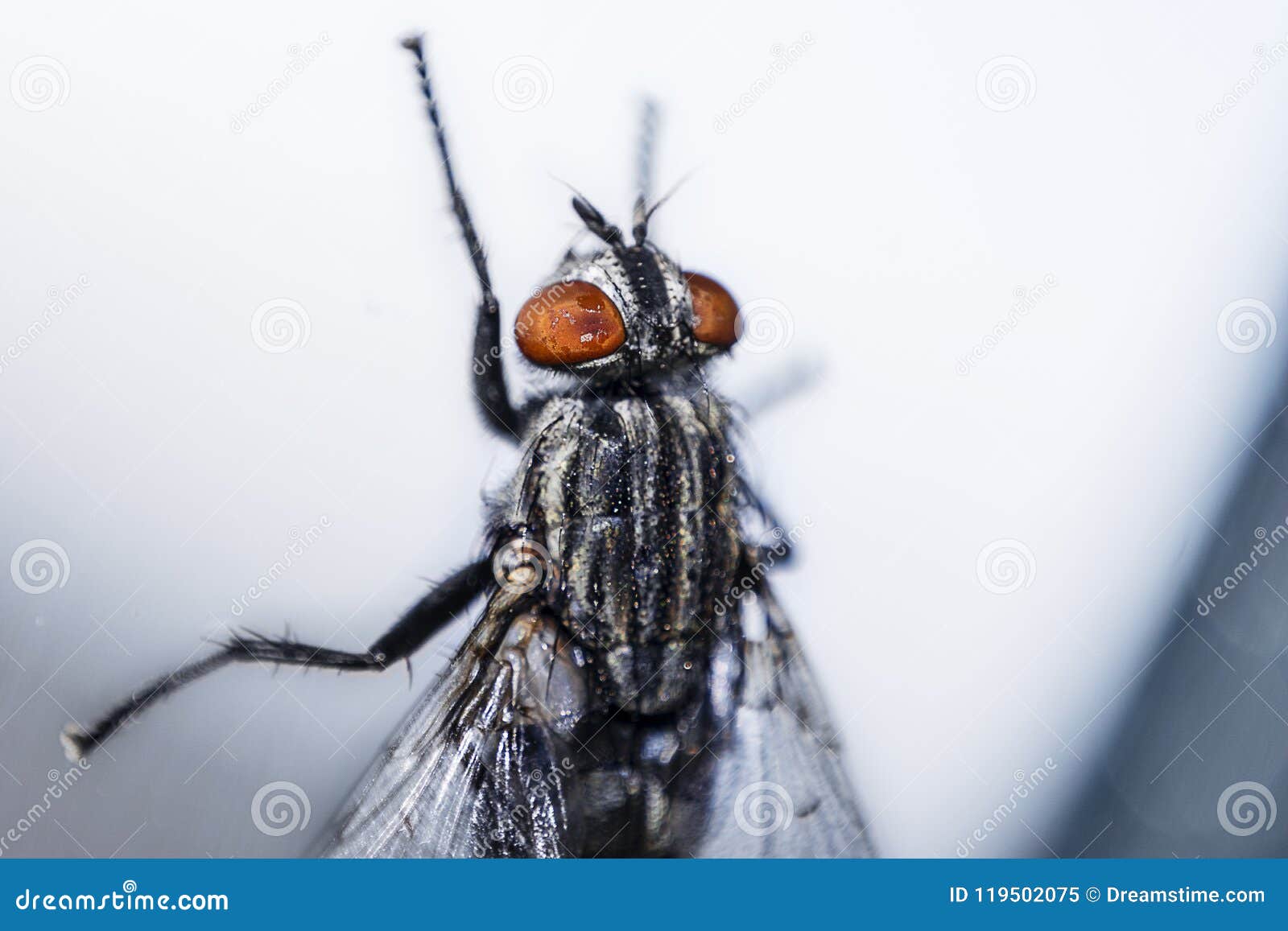 Fly on the window stock image. Image of fear, warm, ruins - 119502075