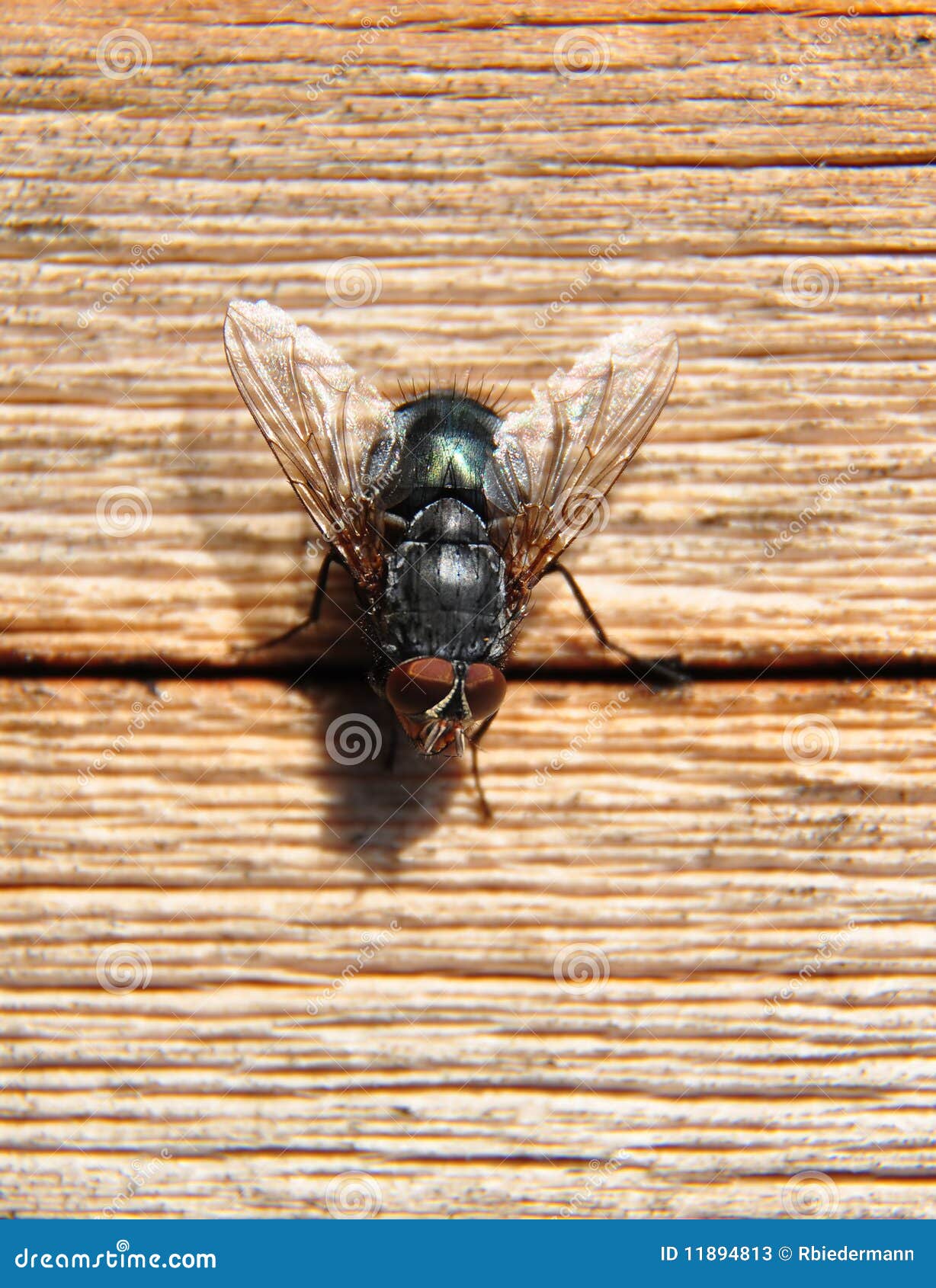 Fly on wood stock image. Image of macro, wings, nature - 11894813