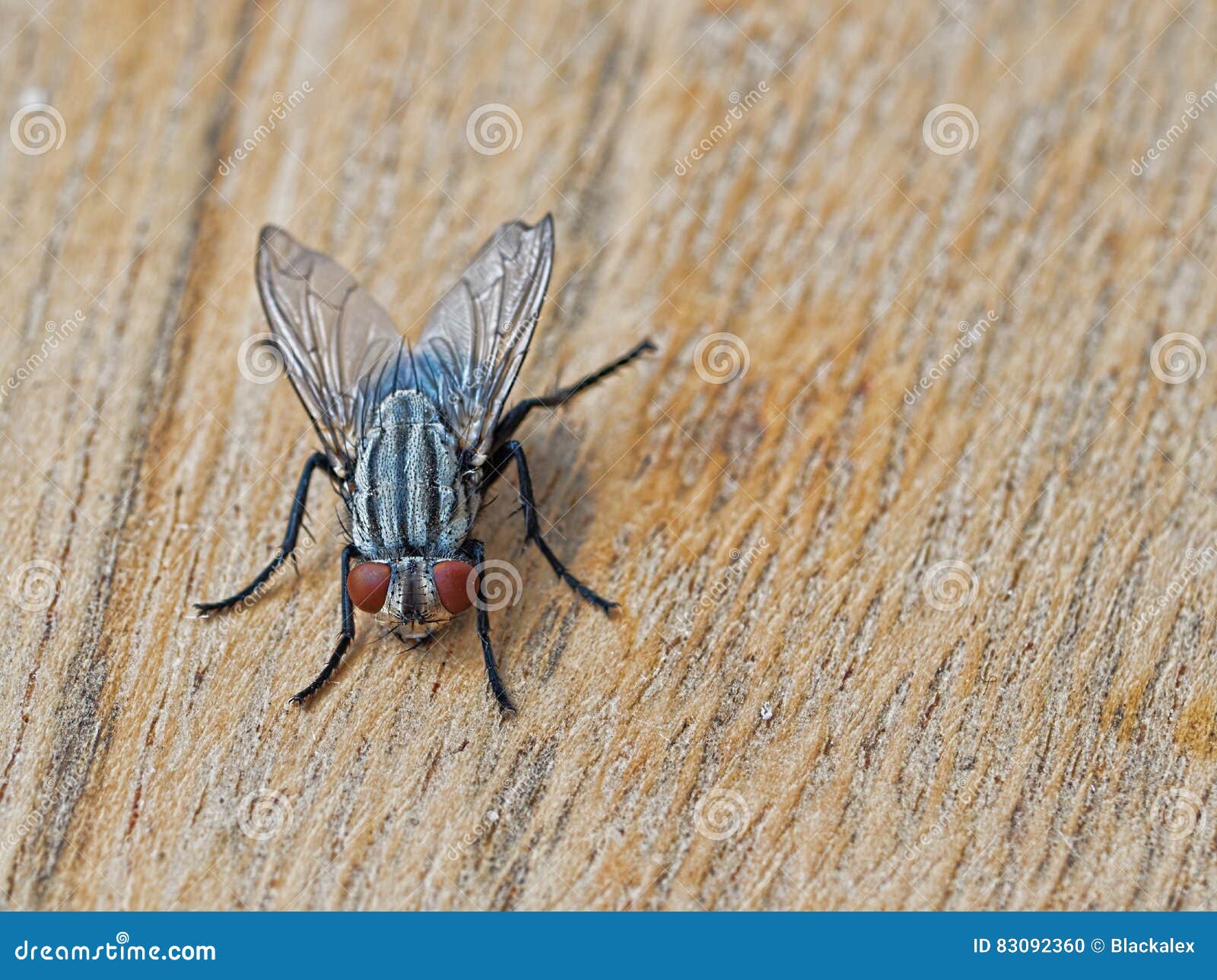 Fly stock photo. Image of small, icon, close, white, nature - 83092360