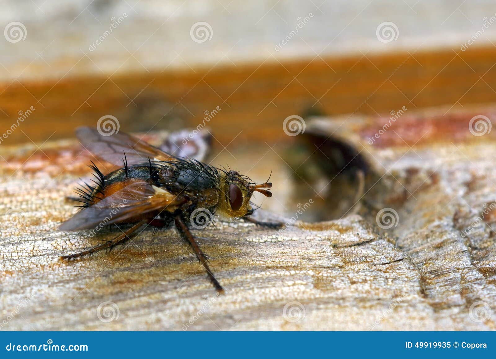 Fly on wood stock image. Image of life, food, blow, animal - 49919935