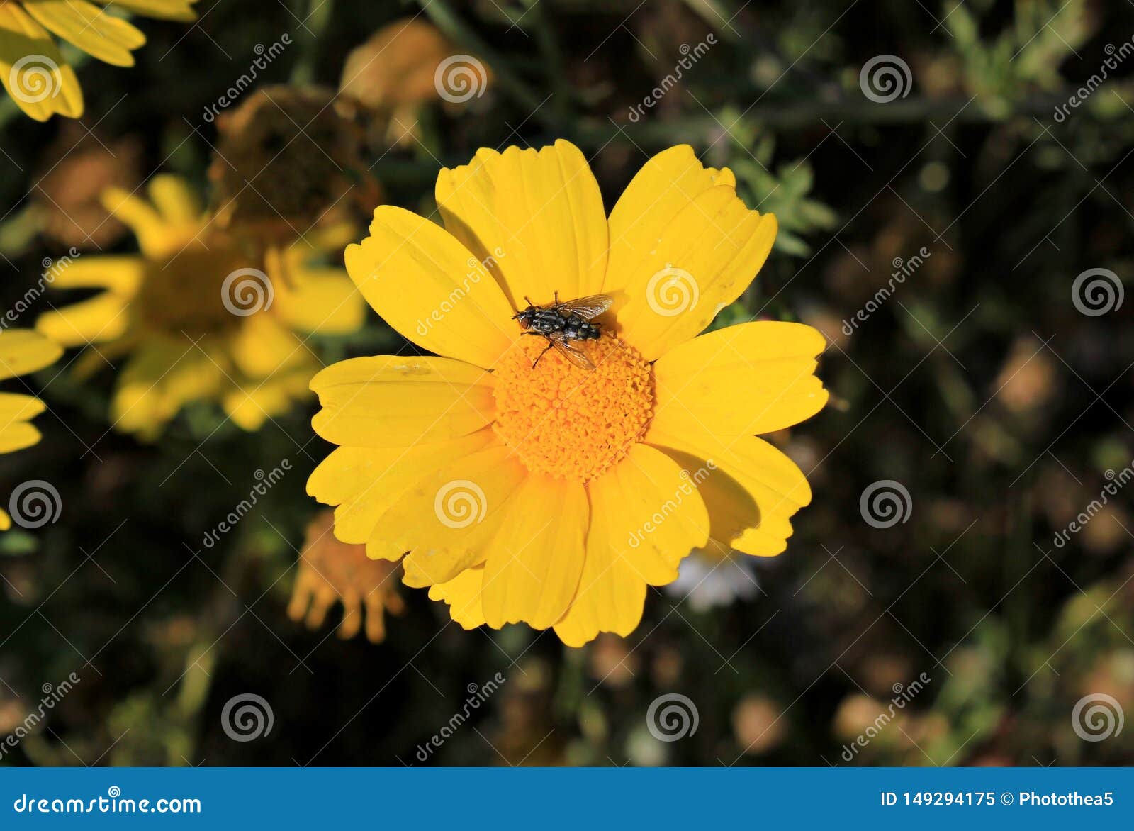 A Fly on Yellow Daisy Flower Stock Image - Image of white, macro: 149294175
