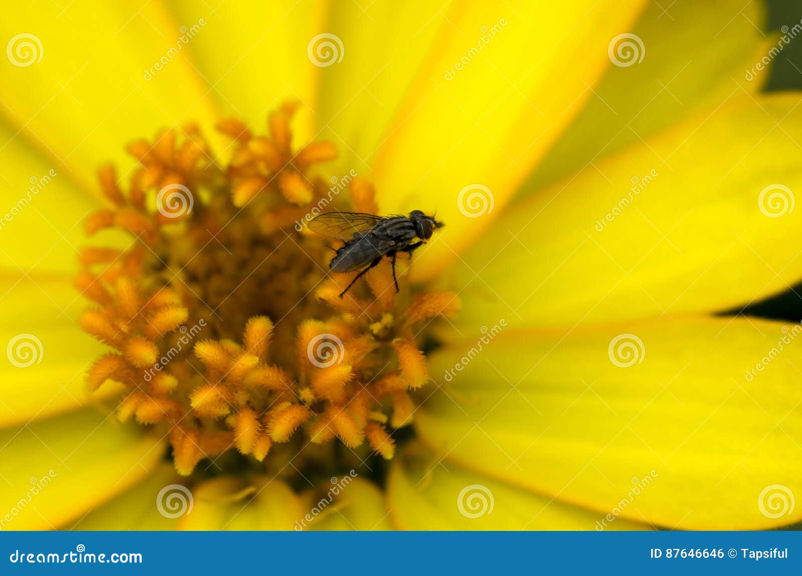 Fly on yellow flower stock photo. Image of arthropod - 87646646
