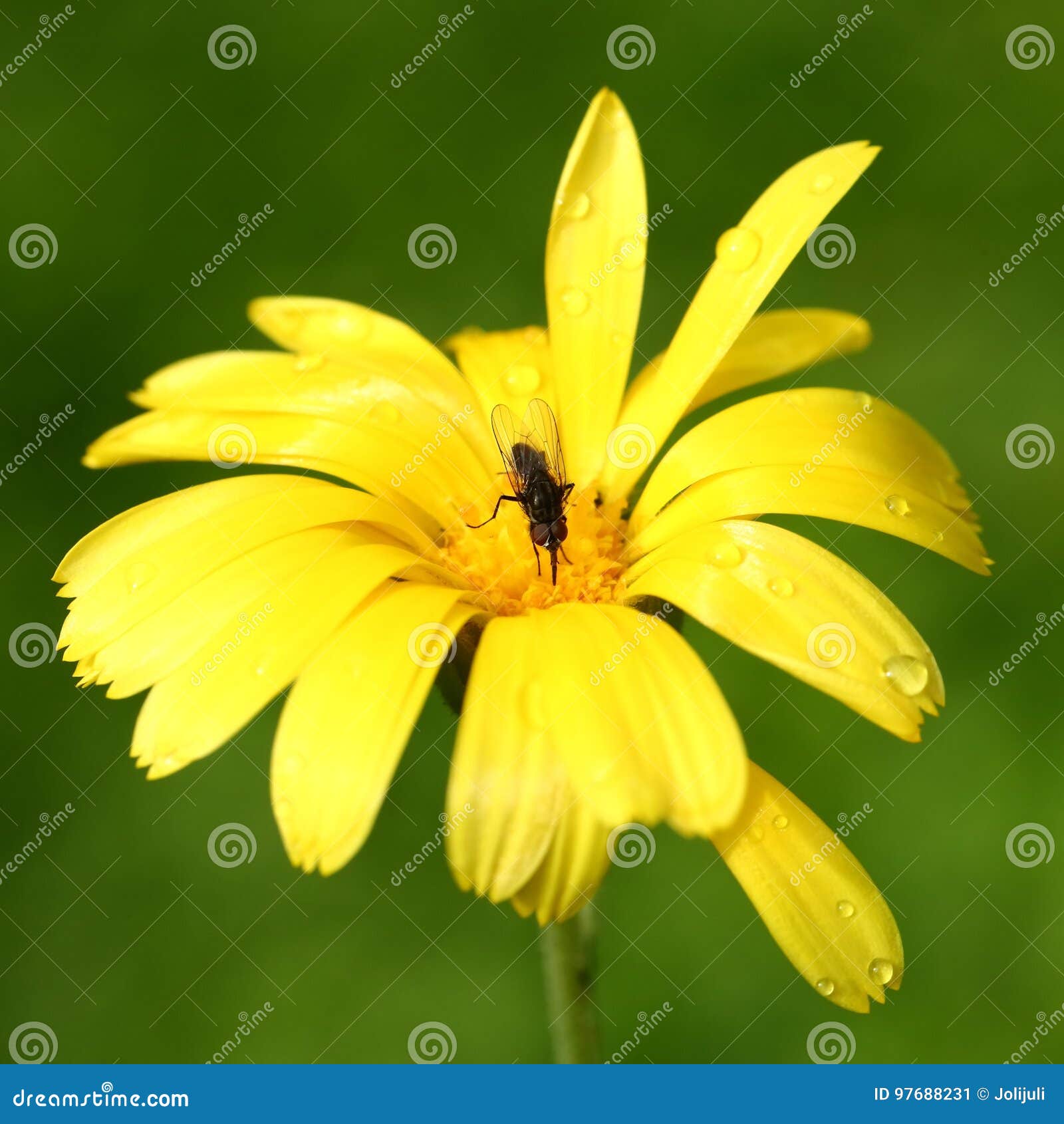 Fly on yellow flower stock image. Image of simple, insect - 97688231