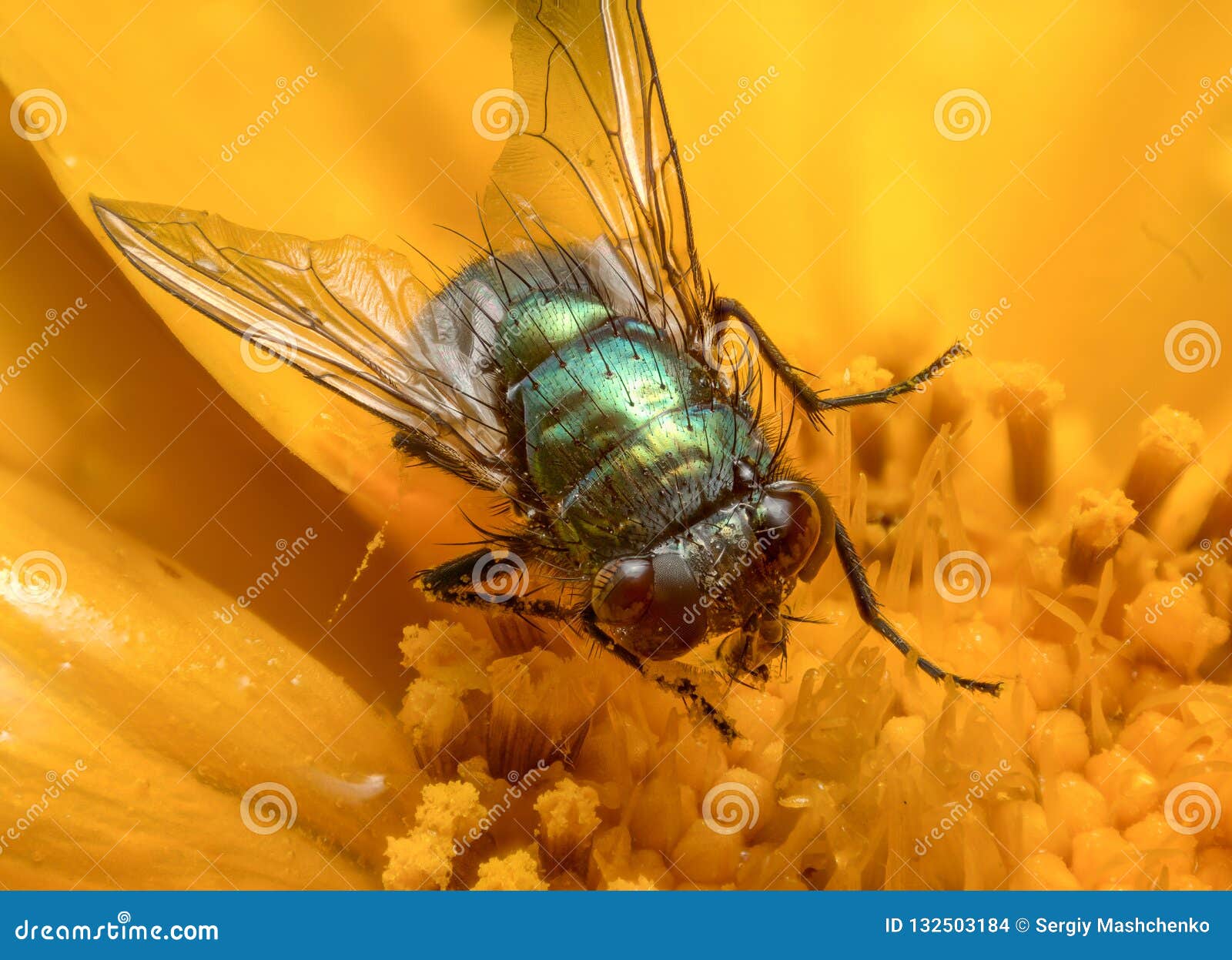 Fly on a Yellow Flower Extreme Macro Stock Photo - Image of detail ...