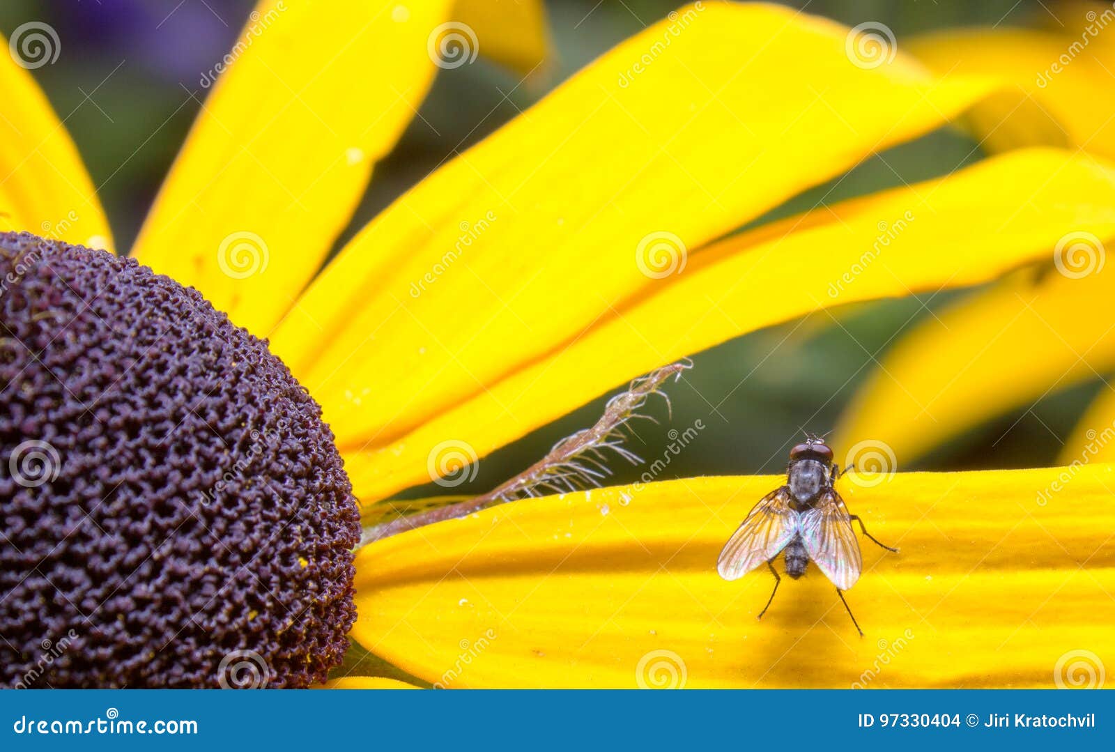 A Fly on a Yellow Flower of Rudbeckia 2 Stock Photo - Image of natural ...