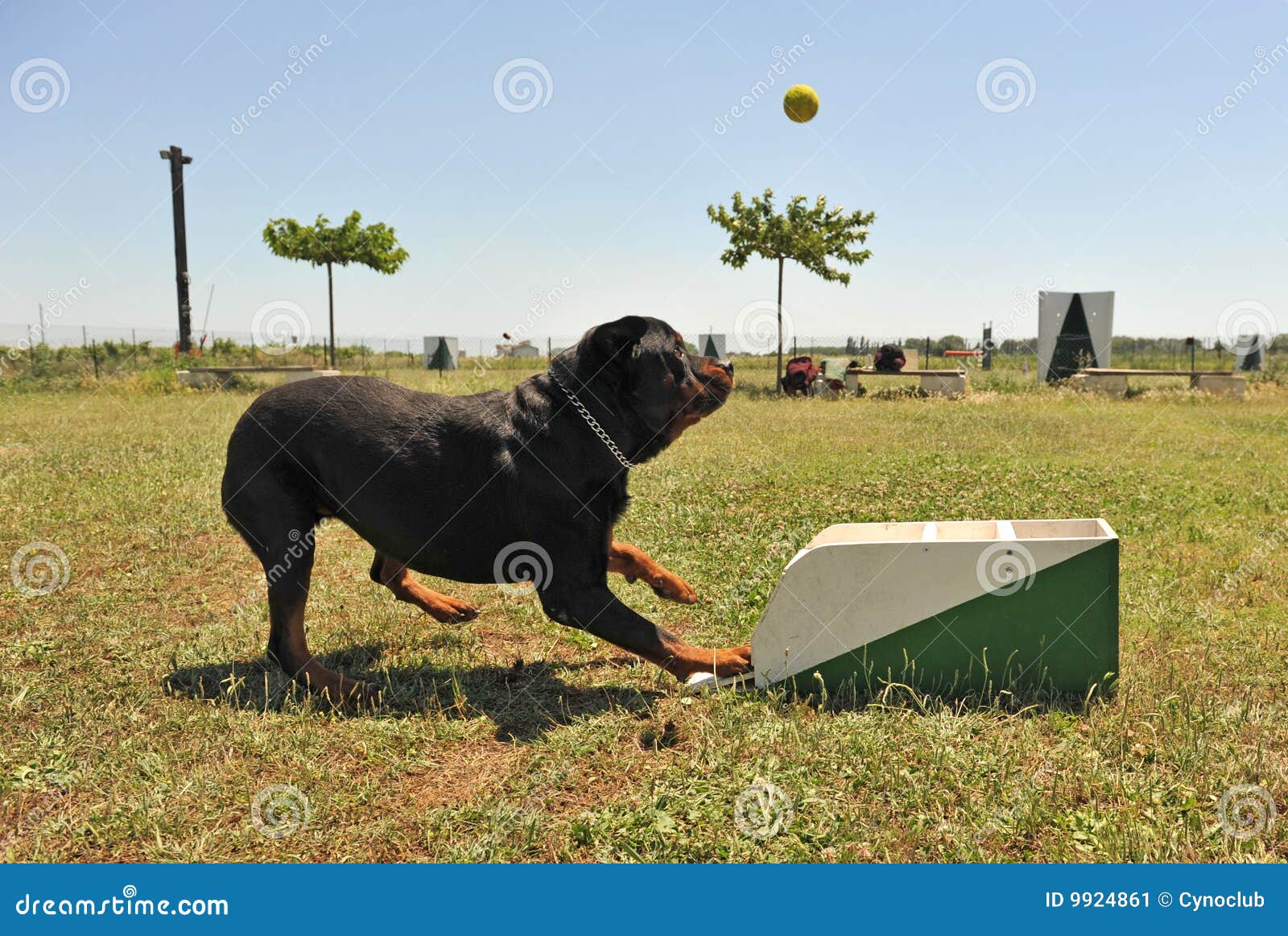 Flyball stock image. Image of ball, mammal, purebred, playing - 9924861