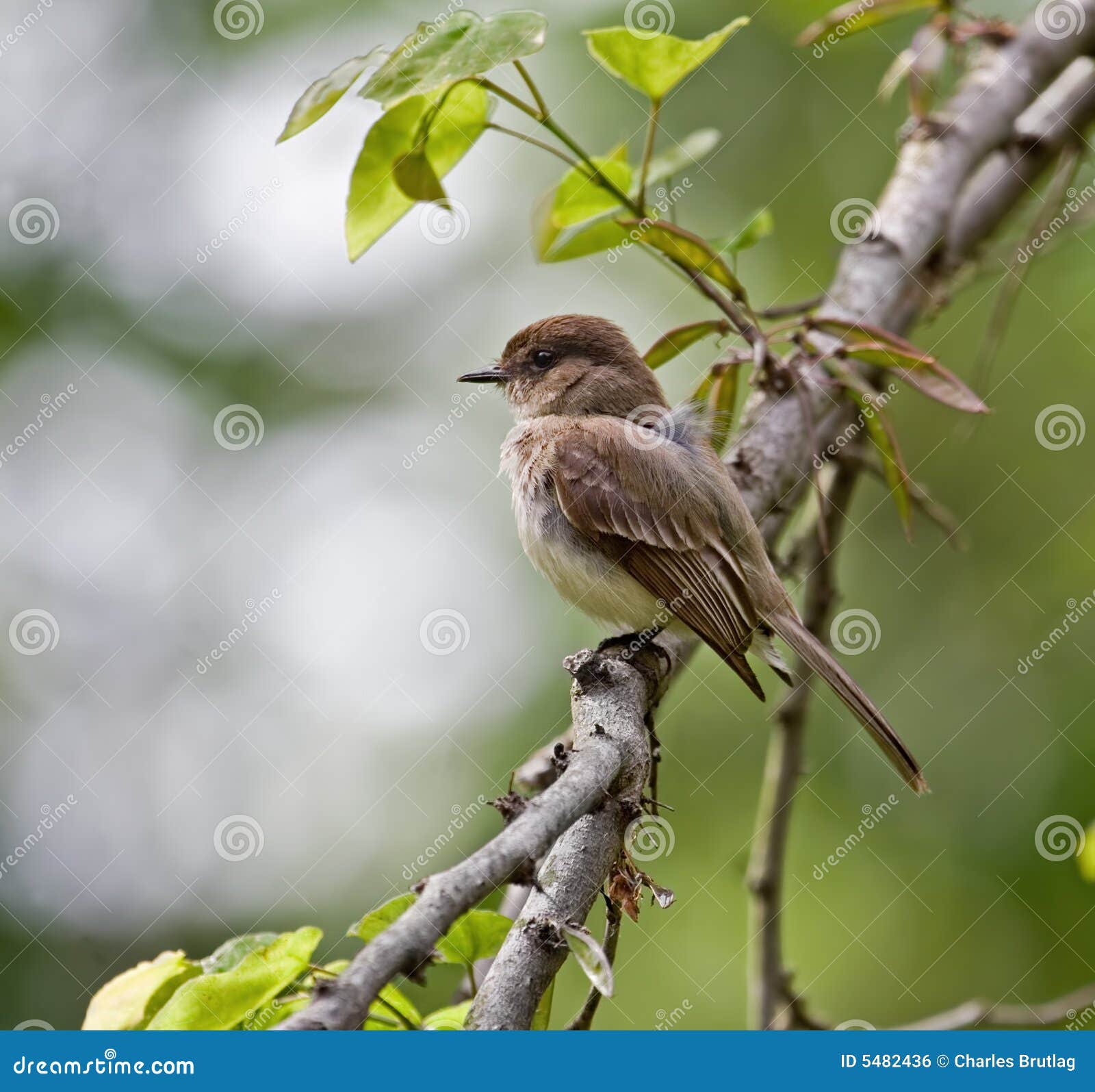 Flycatcher stock photo. Image of ornithology, flycatcher - 5482436